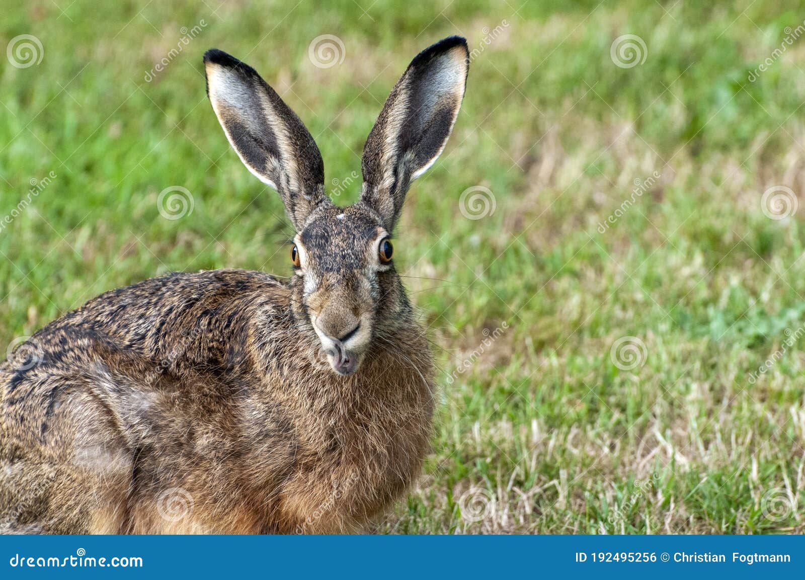 Hare with Open Mouth and Protruding Eyes Stock Photo - Image of stare ...