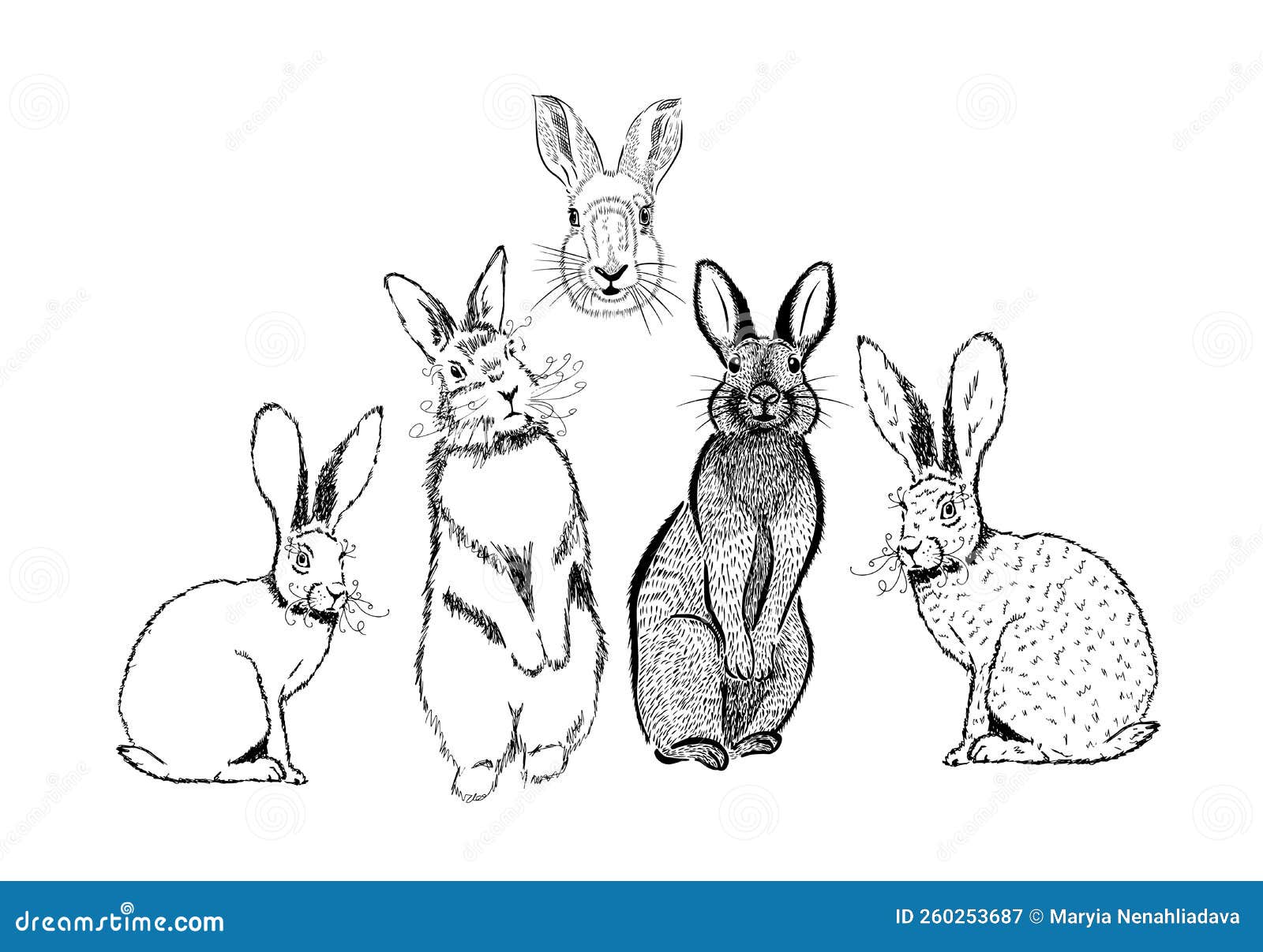 Hare Outline by Line. Set of Hatching Rabbits. Vector Illustration ...