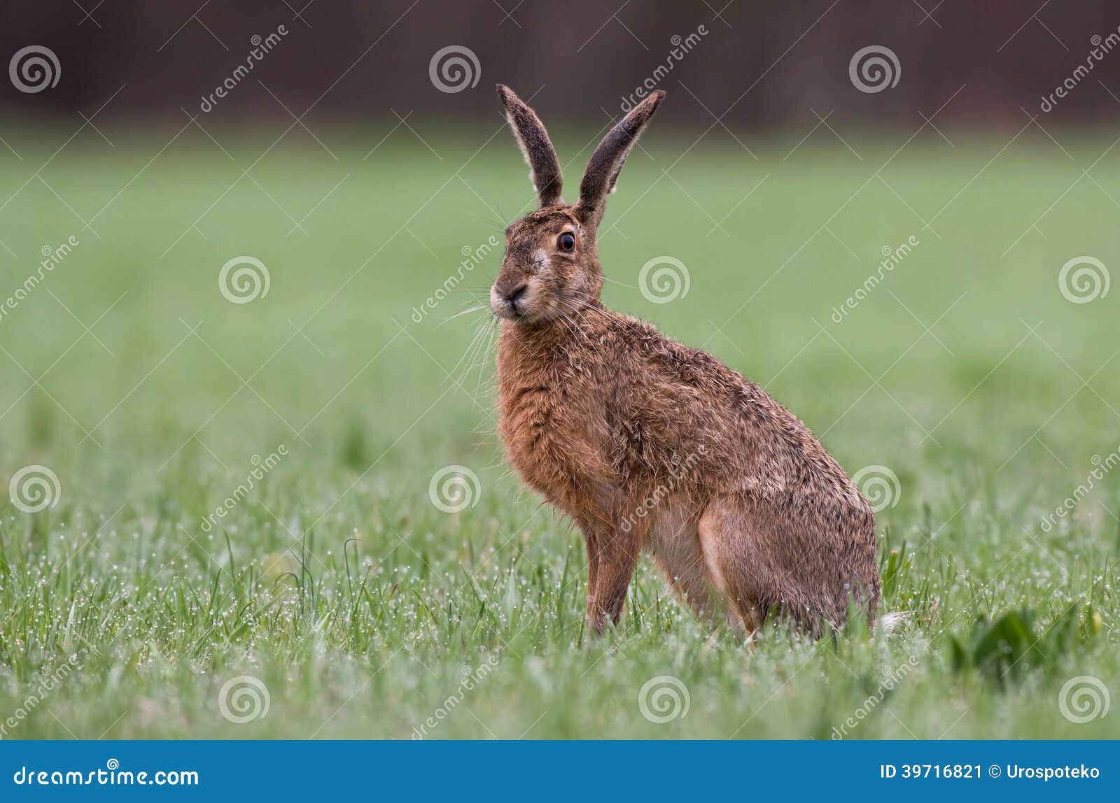 Hare stock image. Image of rabbit, water, meadow, europaeus - 39716821