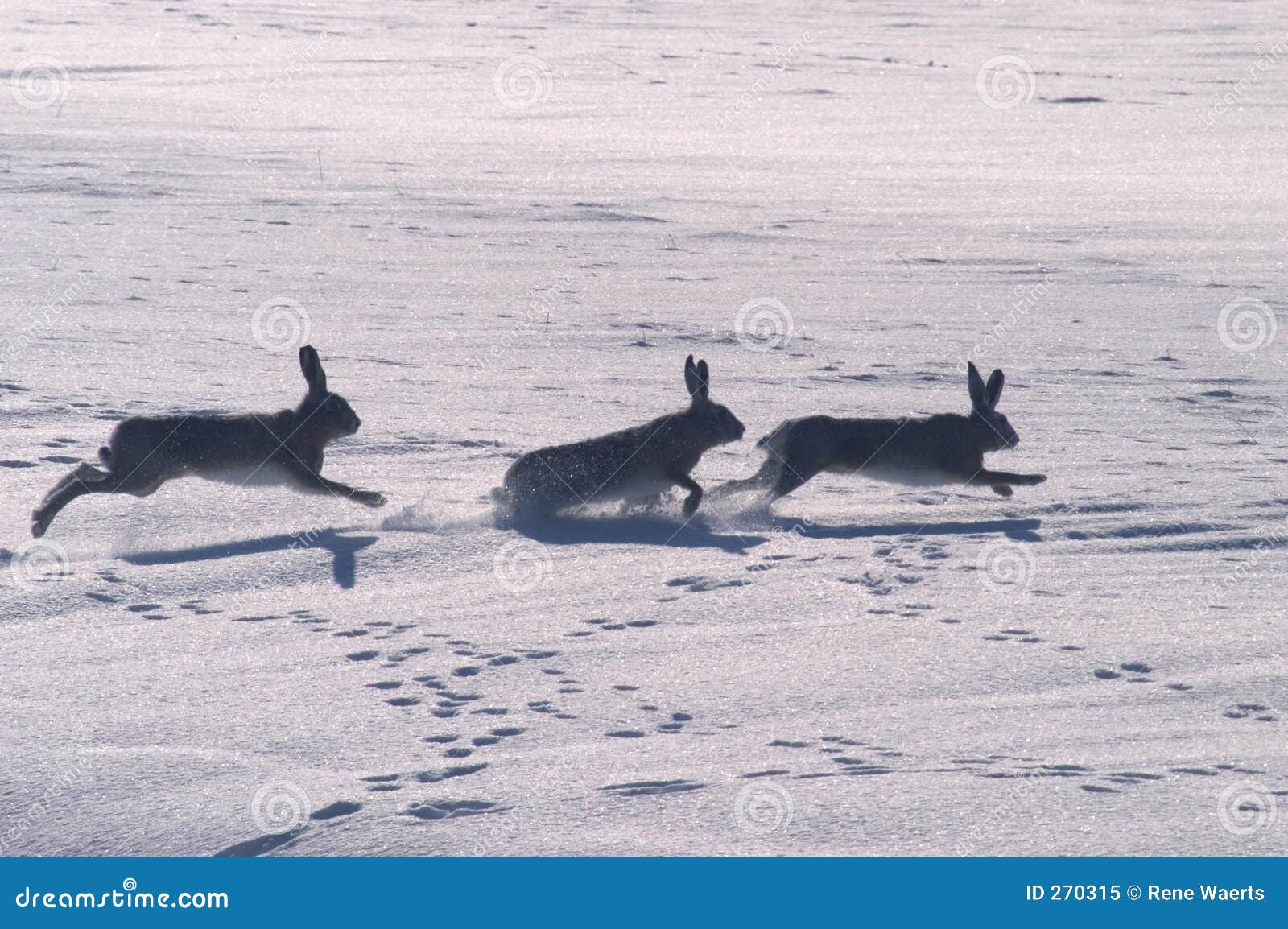 Hare play stock image. Image of snow, play, holland, speed - 270315