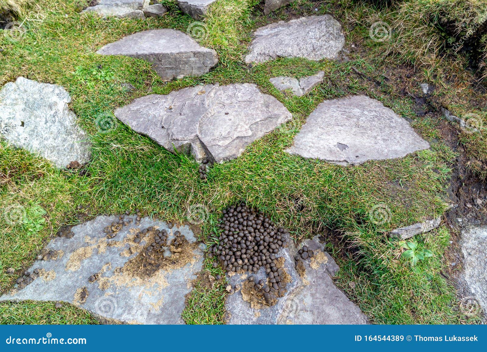 Hare Poop Lying on a Pace of Stones and Grass Stock Image - Image of ...