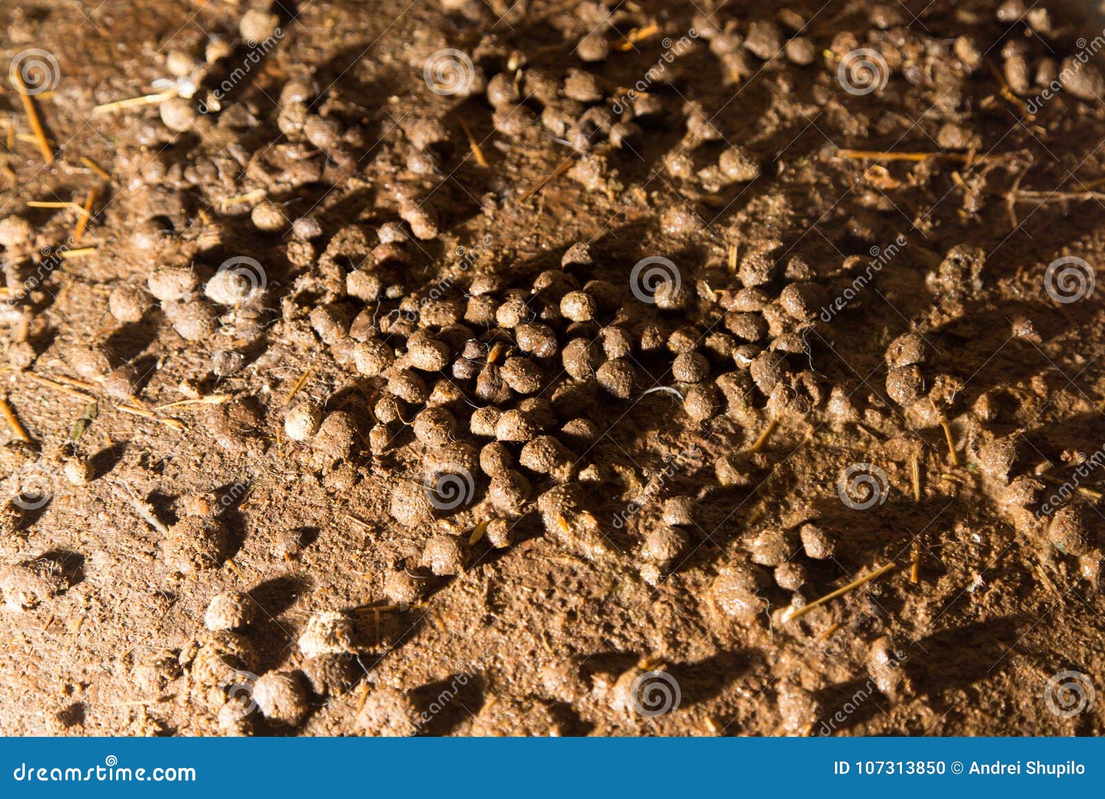 Hare Poop stock photo. Image of natural, studio, brown - 107313850
