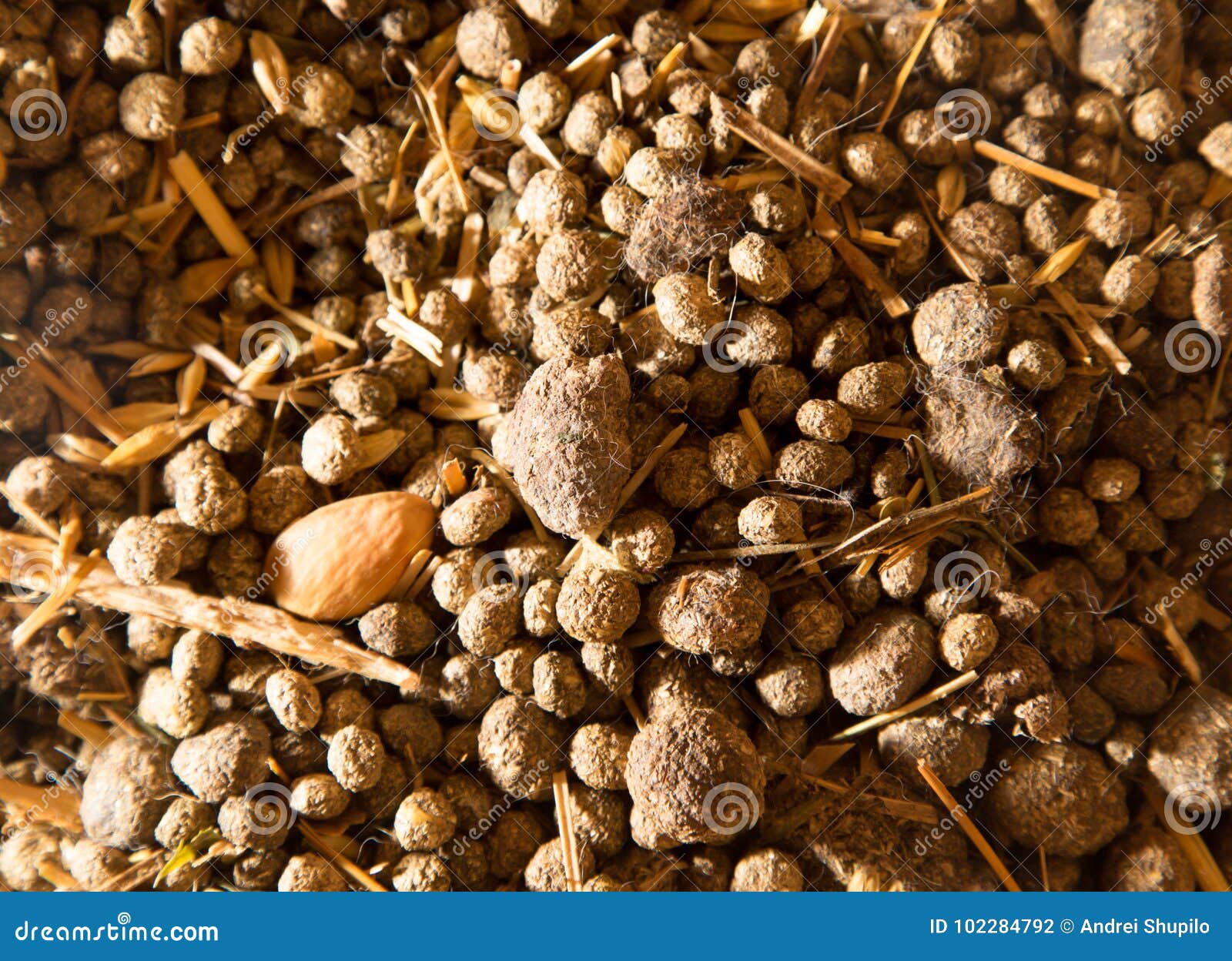 Hare Poop stock photo. Image of natural, brown, rabbit - 102284792