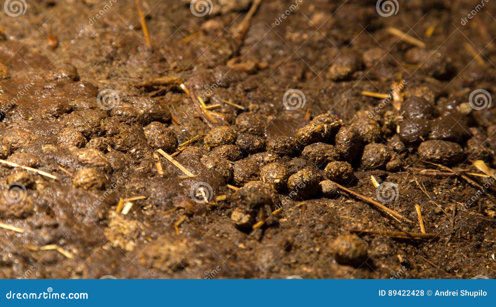 Hare Poop stock photo. Image of studio, objects, closeup - 89422428