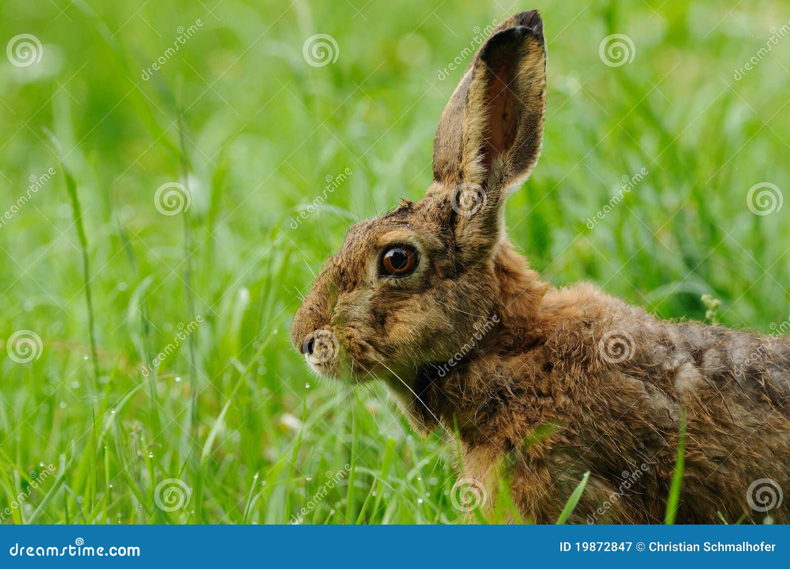 Hare Portrait stock image. Image of hare, forest, wildlife - 19872847