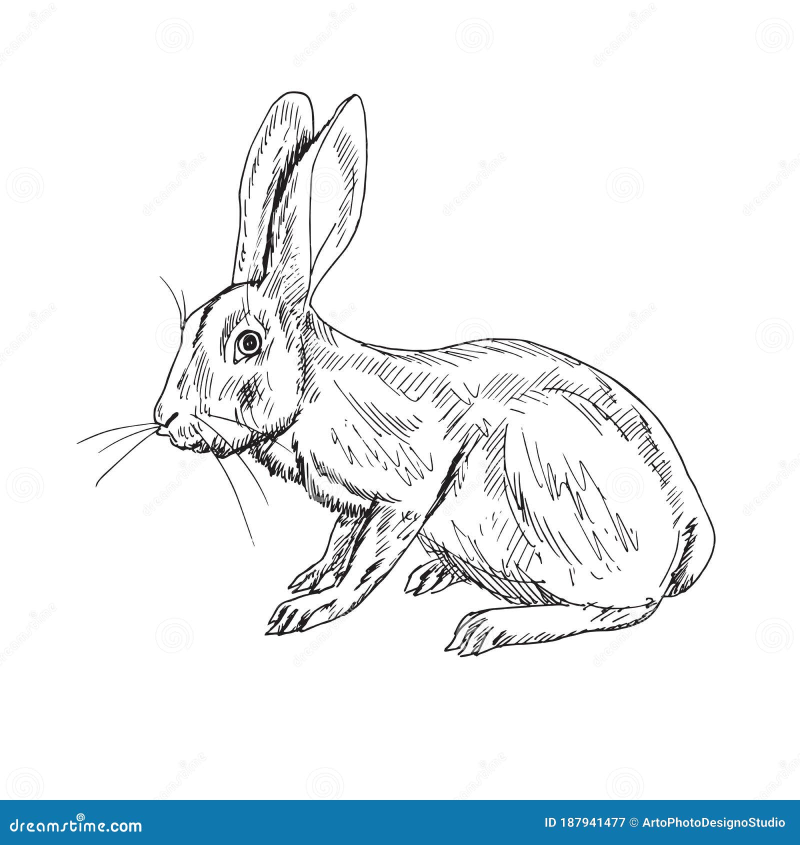 Hare Outline