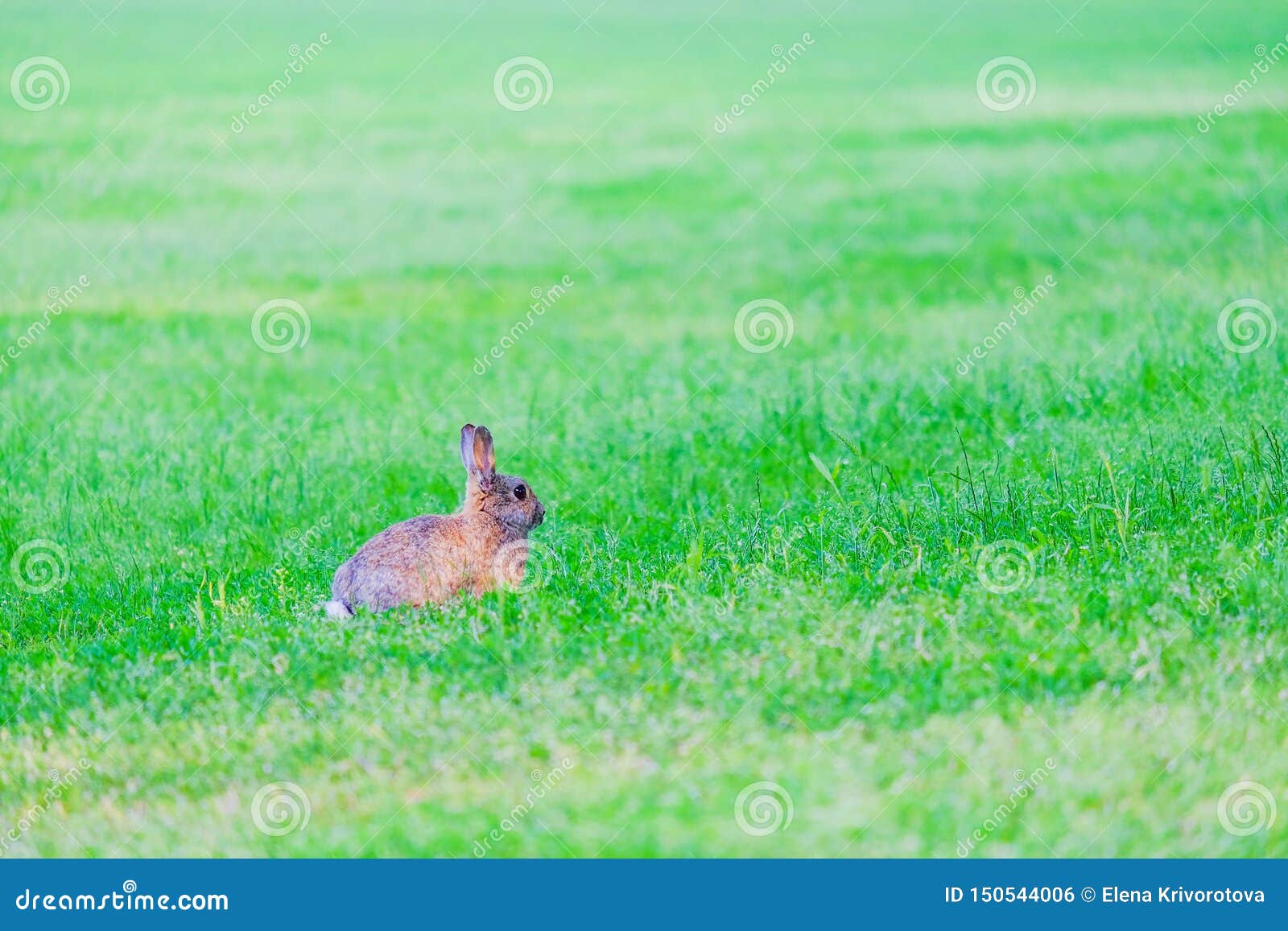 Hare with Red Eyes Hides in the Grass in the Forest Stock Photo - Image ...