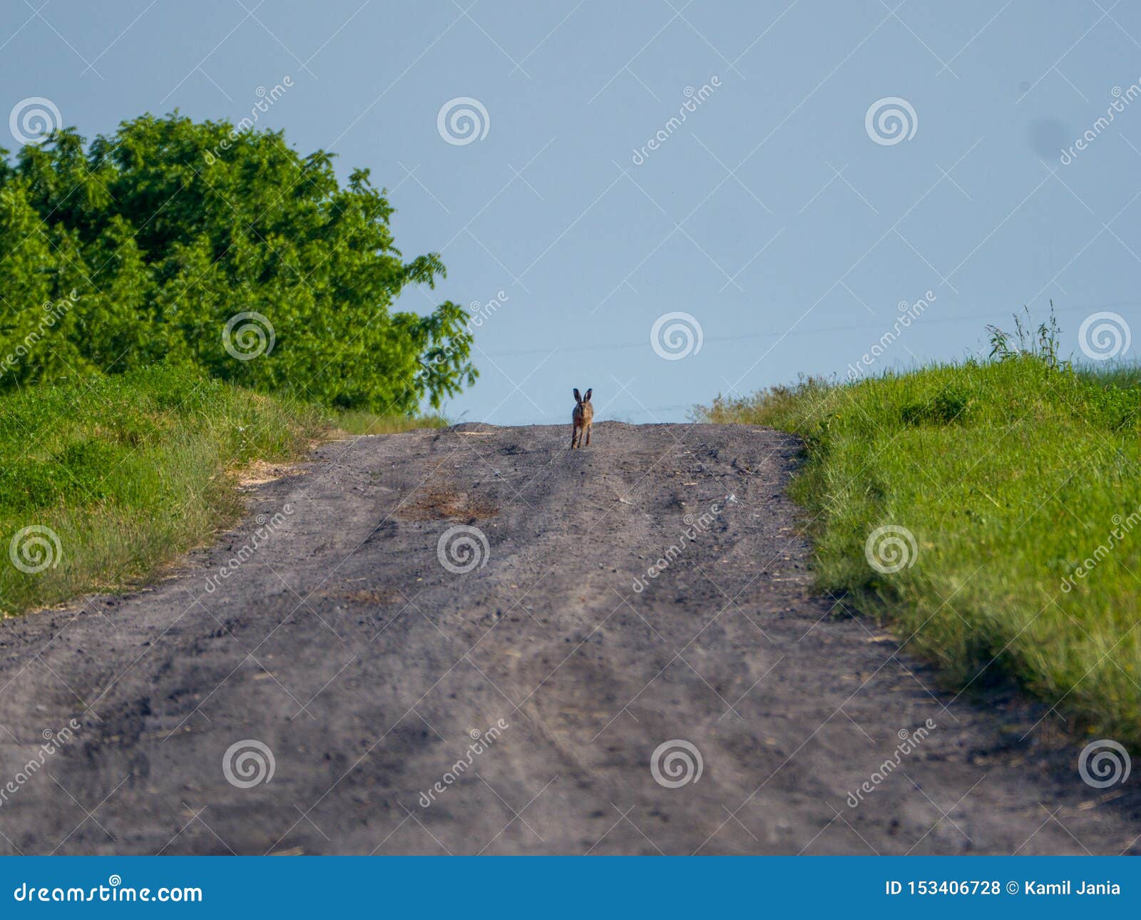 Hare Running Along the Path between the Meadows Stock Photo - Image of ...