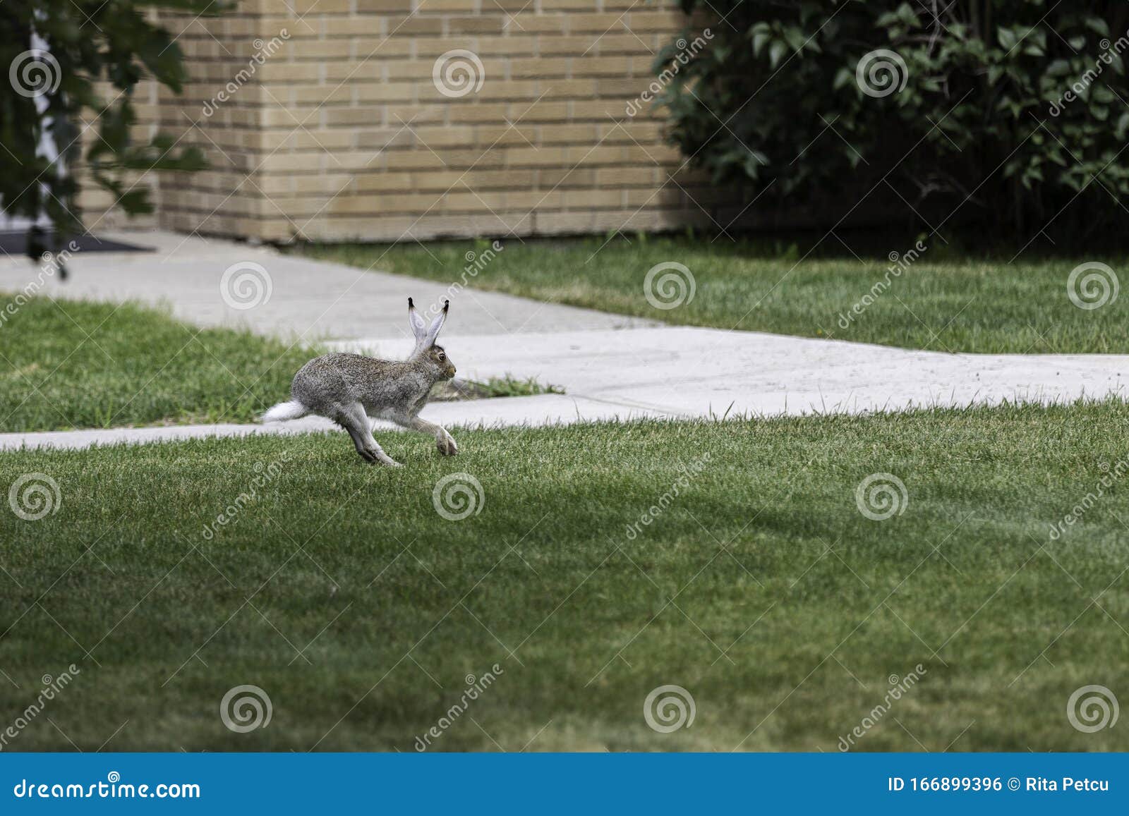 A Running Hare stock photo. Image of backyard, animal - 166899396