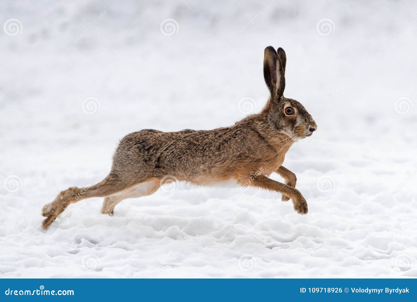 Hare running in the field stock photo. Image of alert - 109718926