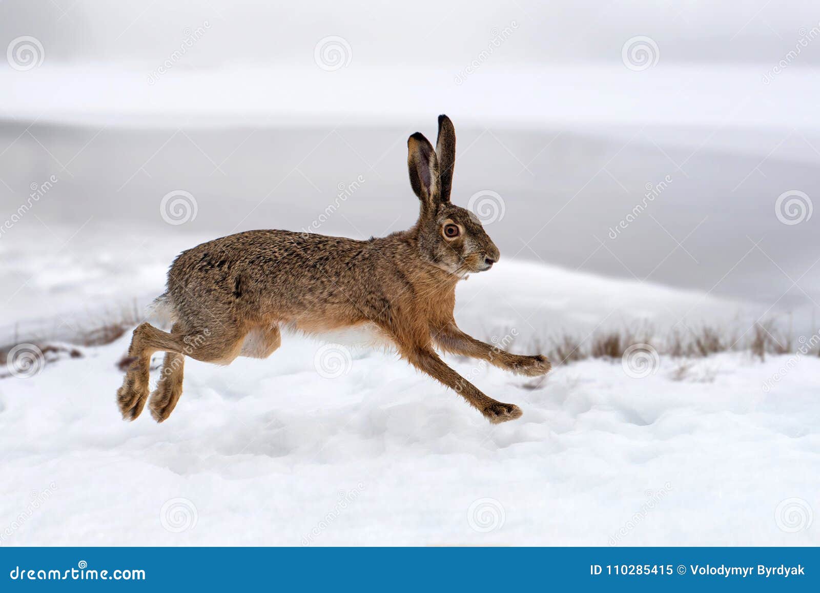 Hare running in the field stock image. Image of north - 110285415