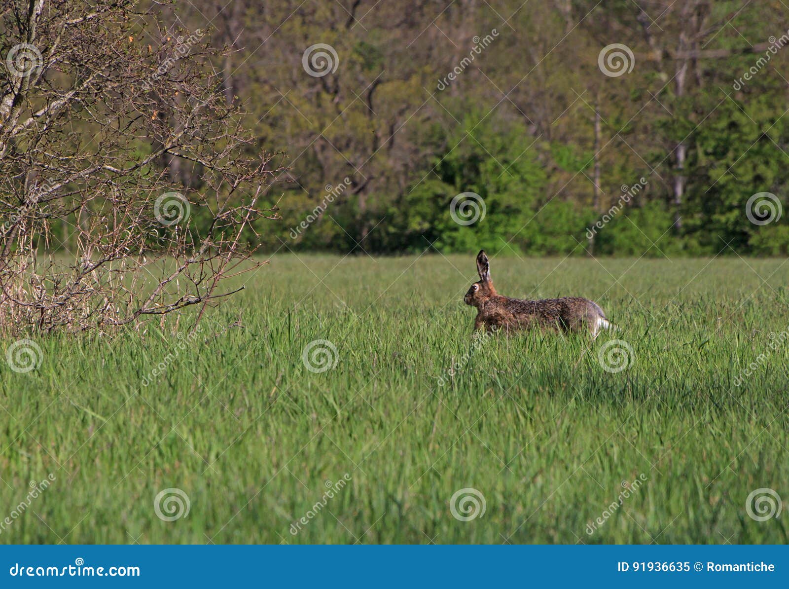 Hare running in grass stock image. Image of wild, grass - 91936635