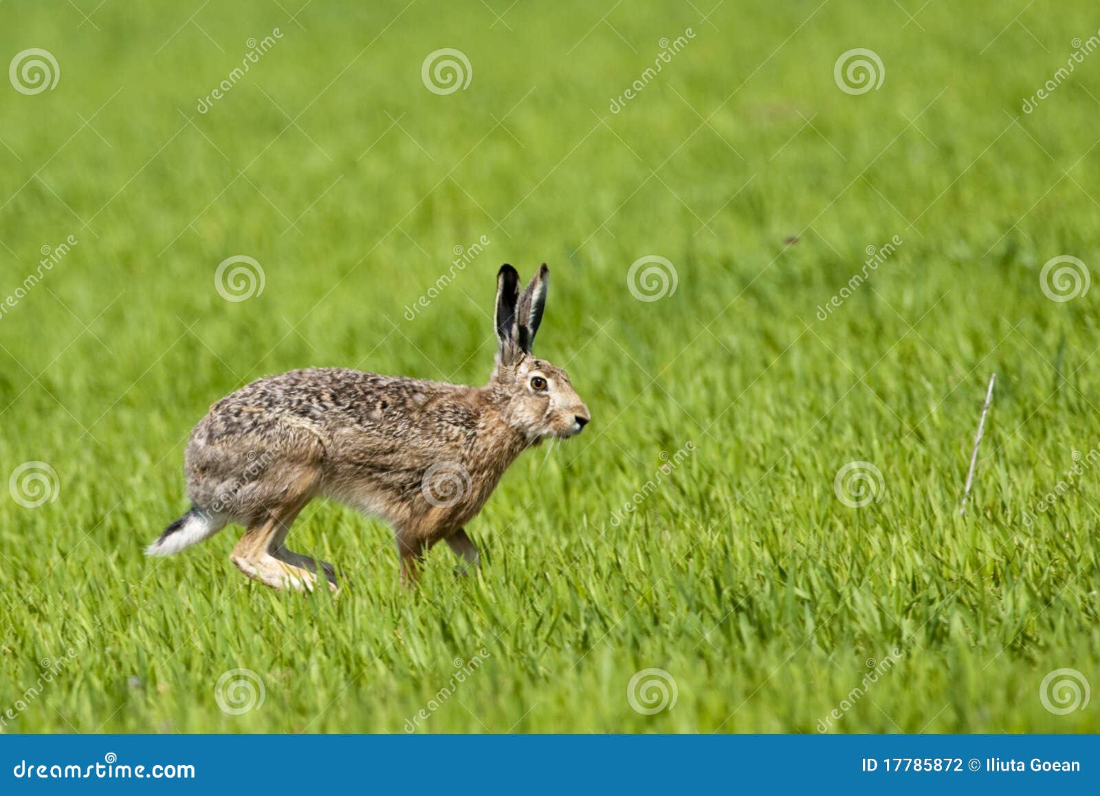 Hare Running on Green Field Stock Photo - Image of wildlife, europaeus ...