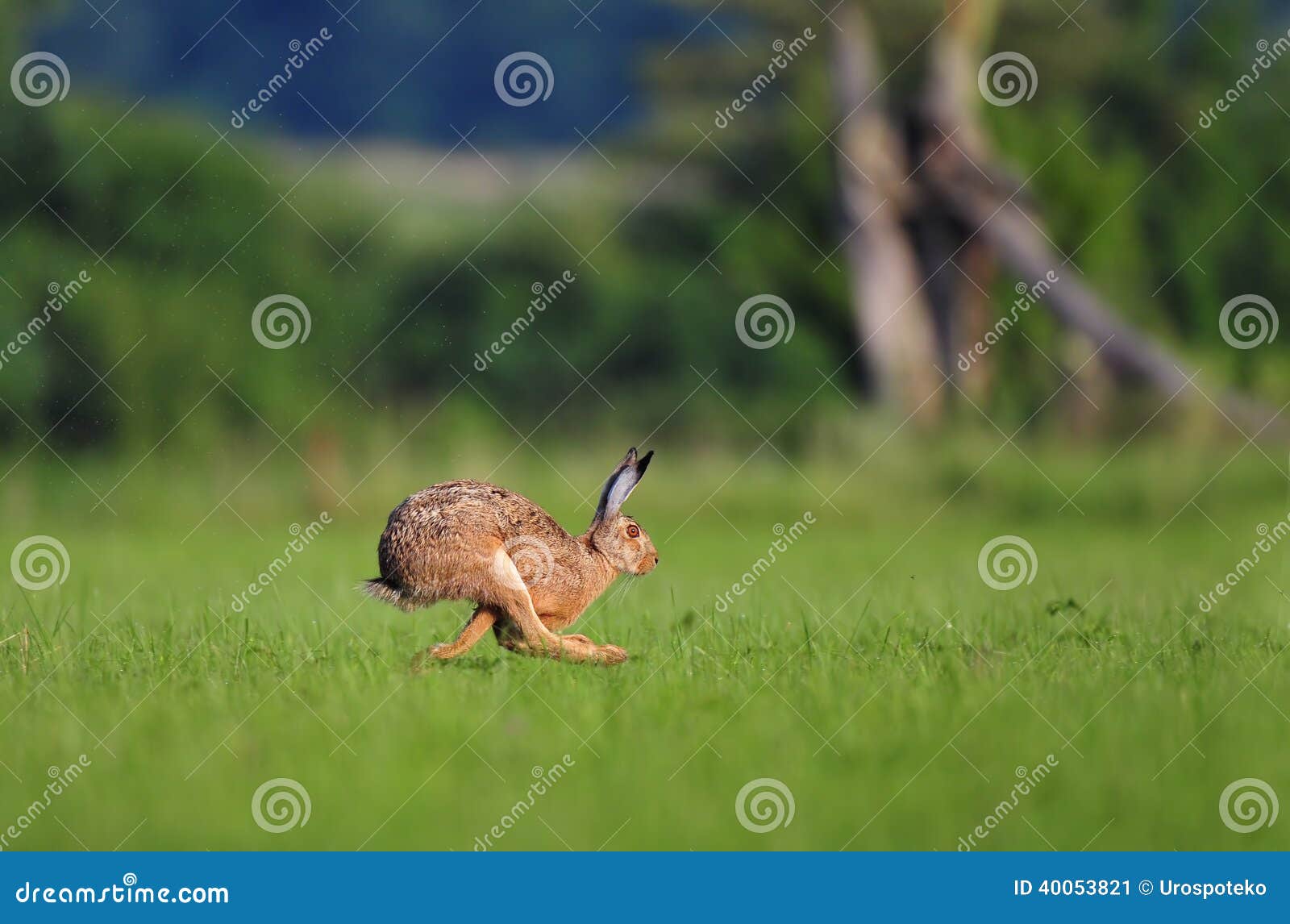 Hare running stock image. Image of brown, wildlife, green - 40053821