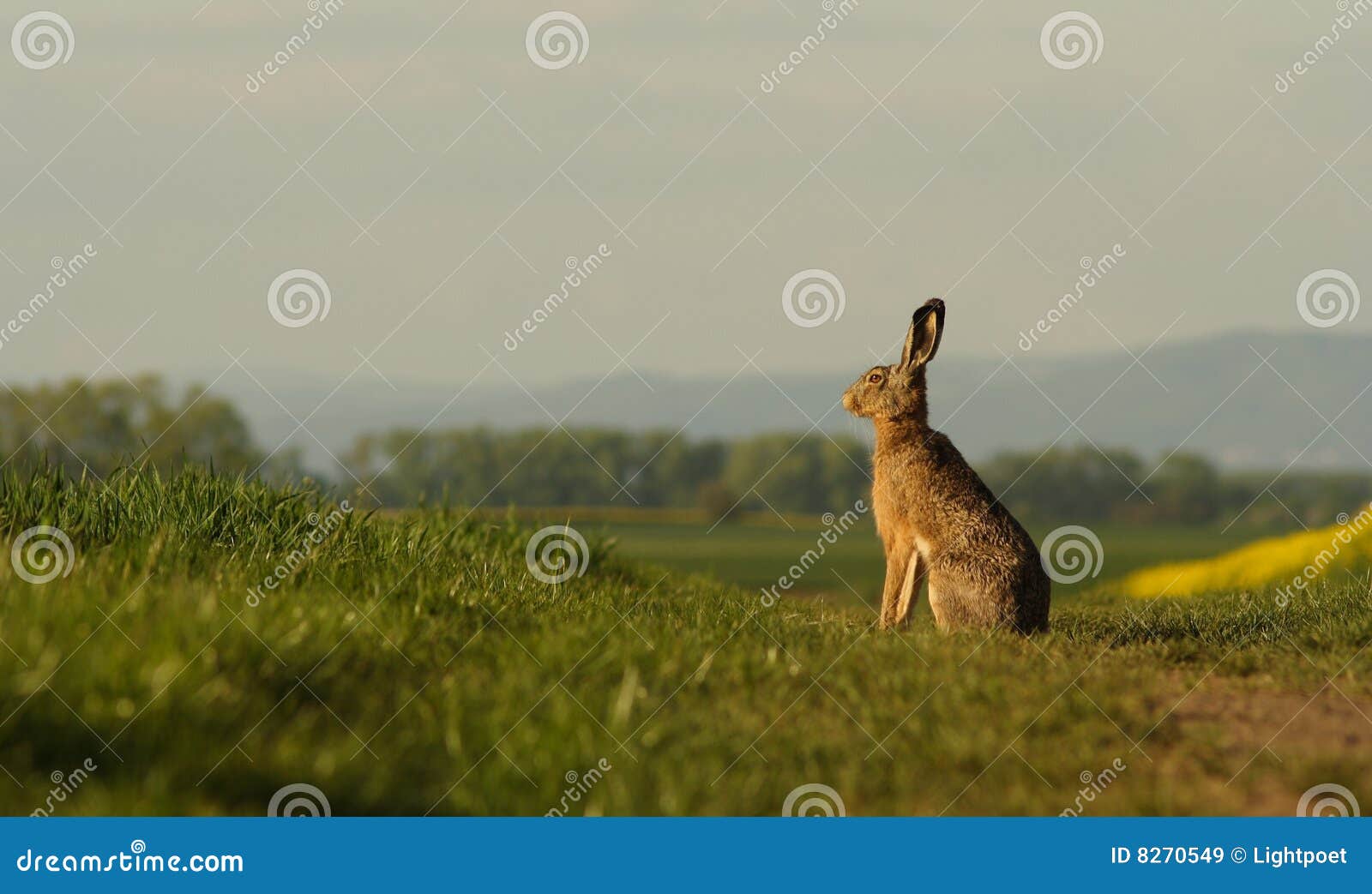 A Hare Sitting on the Balk. Stock Image - Image of colza, friendly: 8270549