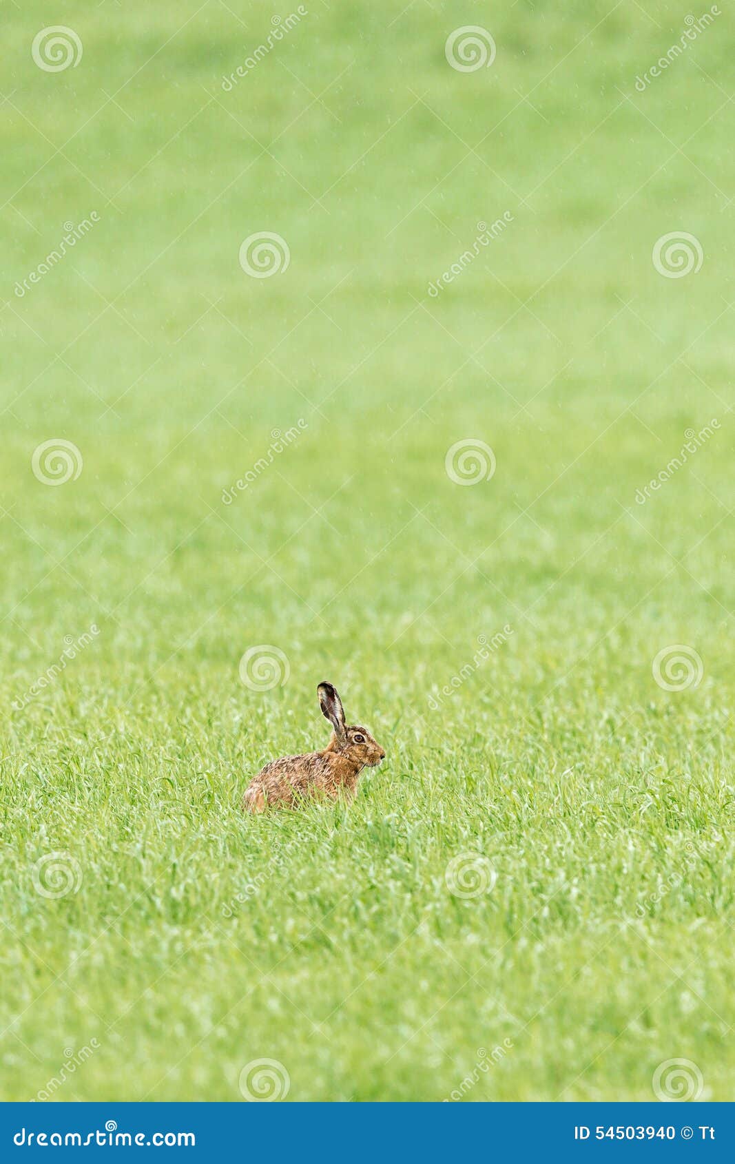 Hare sitting in the grass stock photo. Image of european - 54503940