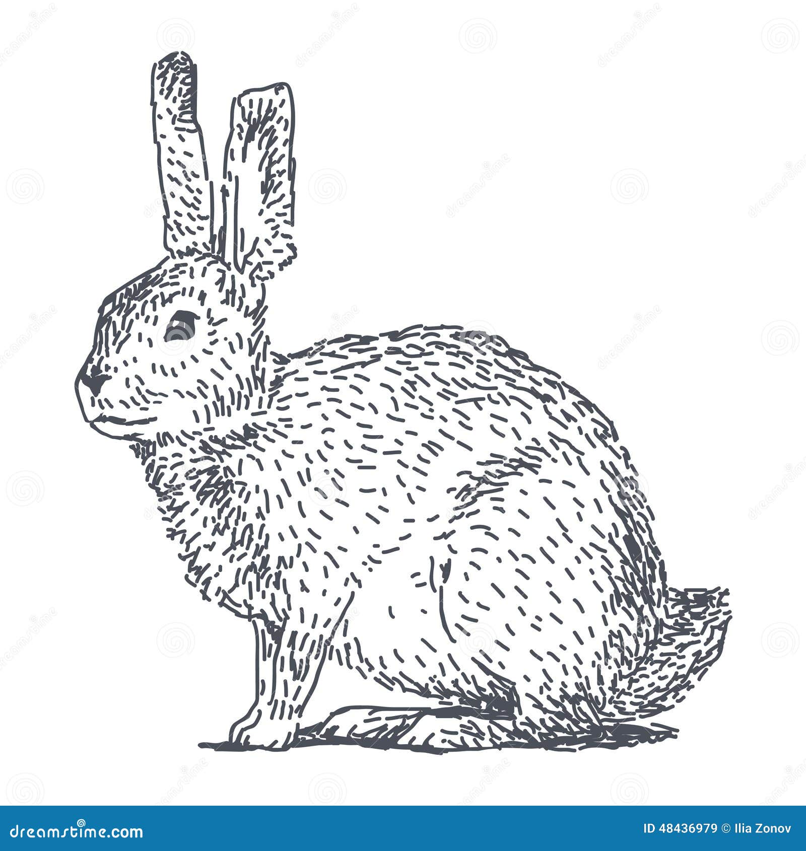 Hare sketch drawing stock vector. Illustration of rabbit - 48436979