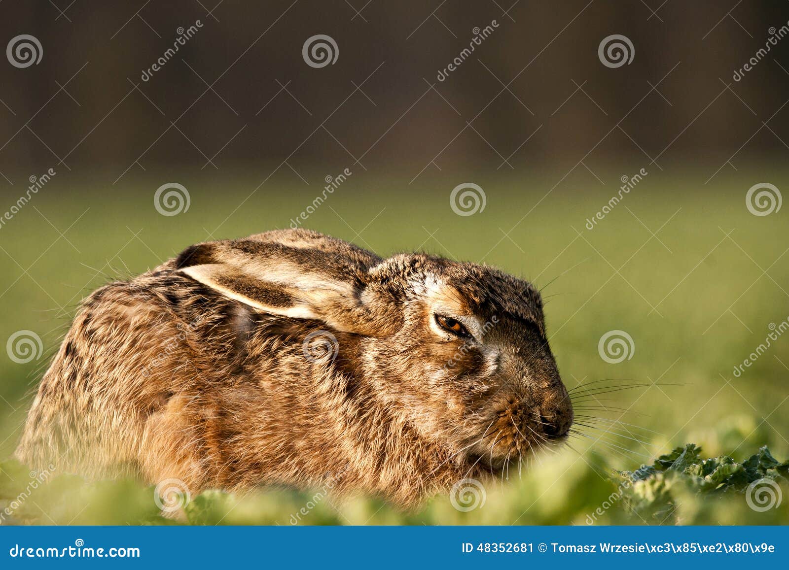 Hare Sleeping Stock Photo - Image: 48352681