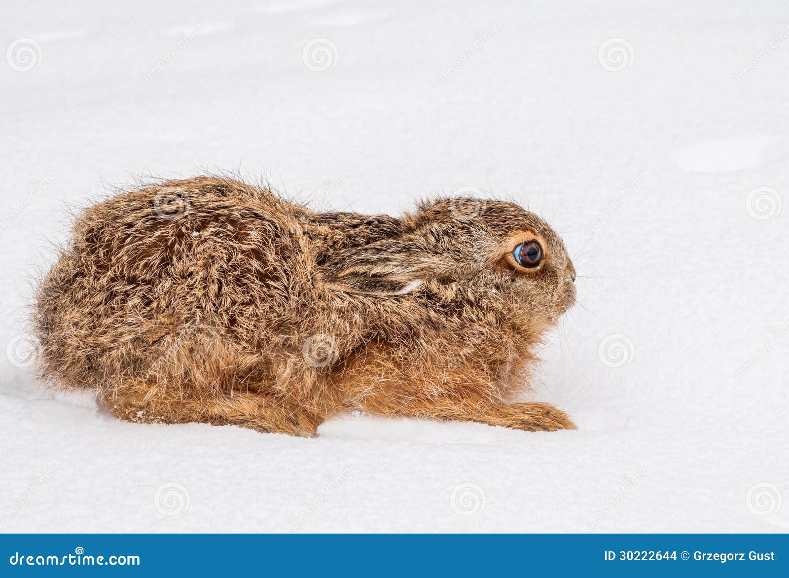 Hare stock photo. Image of winter, wildlife, nature, bunny - 30222644