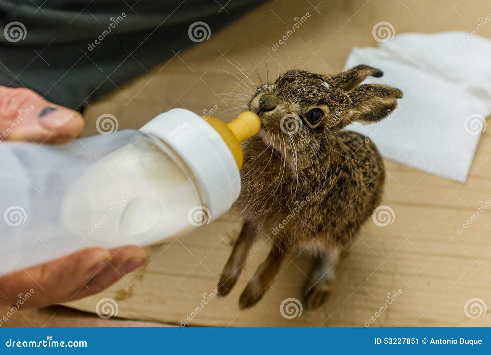 Hare stock image. Image of small, feed, milk, lepus, wild - 53227851