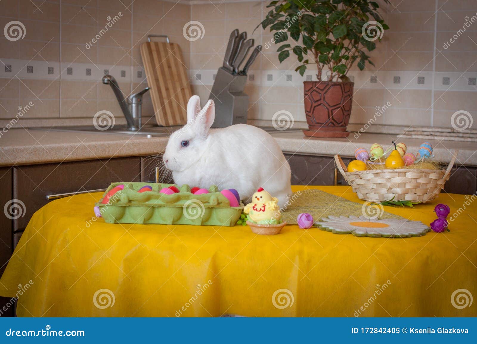 The Hare is Snow-white Beautiful and Fluffy. Easter Bunny on the Stock ...