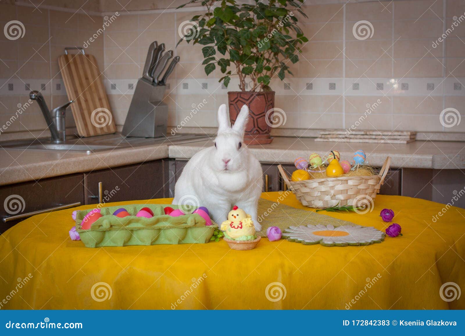 The Hare is Snow-white Beautiful and Fluffy. Easter Bunny on the Stock ...