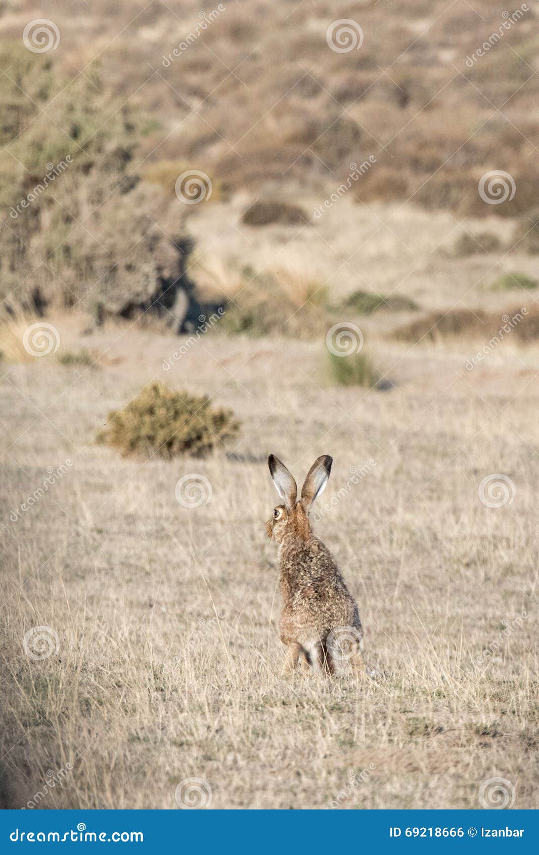 Hare standing on the grass stock photo. Image of landscape - 69218666