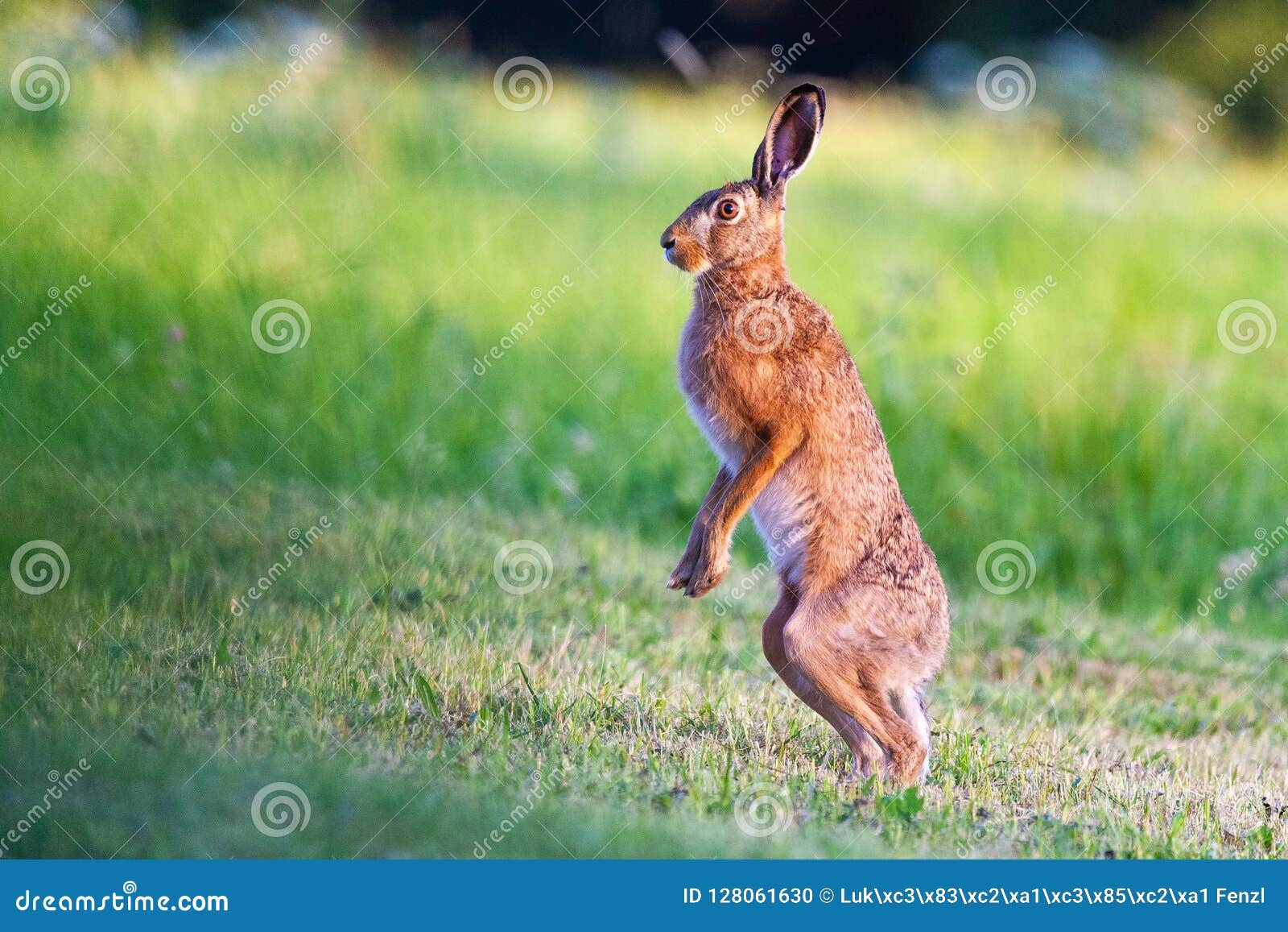 Hare Standing on Meadow, Preparing for Fight. Copy Space. Stock Photo ...