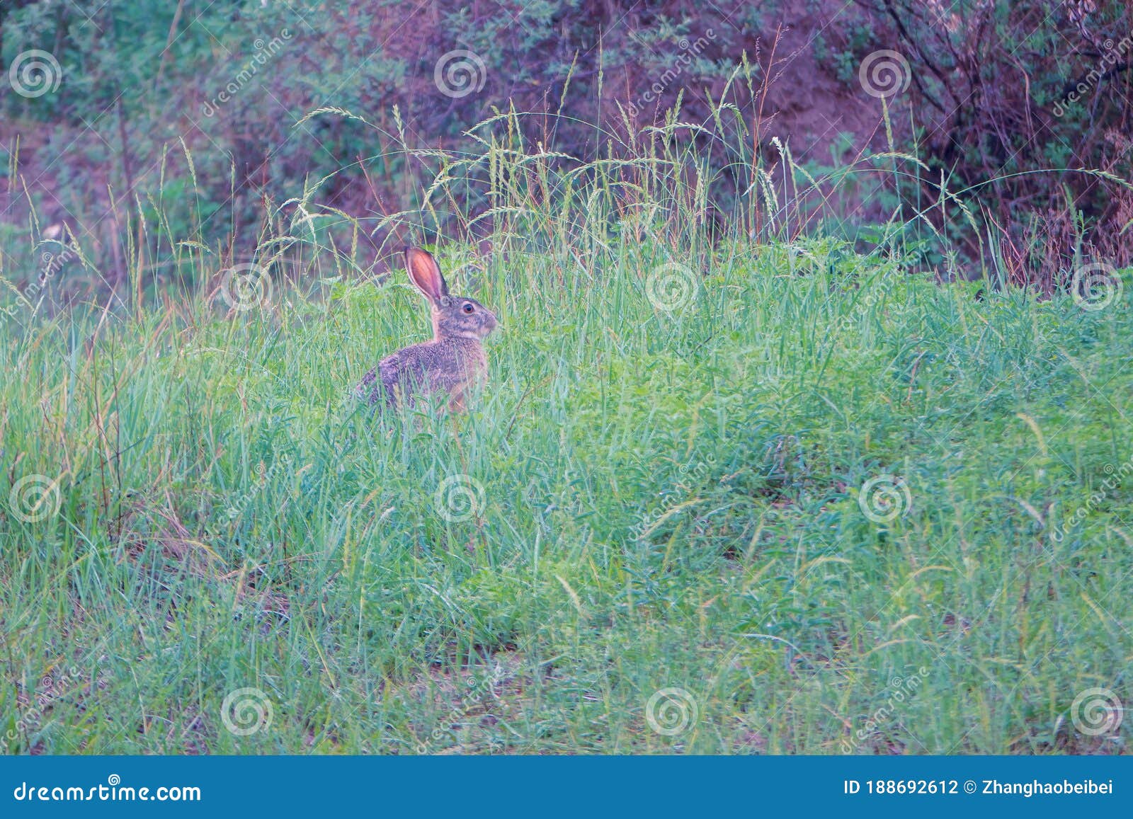 Hare stock photo. Image of mammal, brown, rabbits, sinensis - 188692612