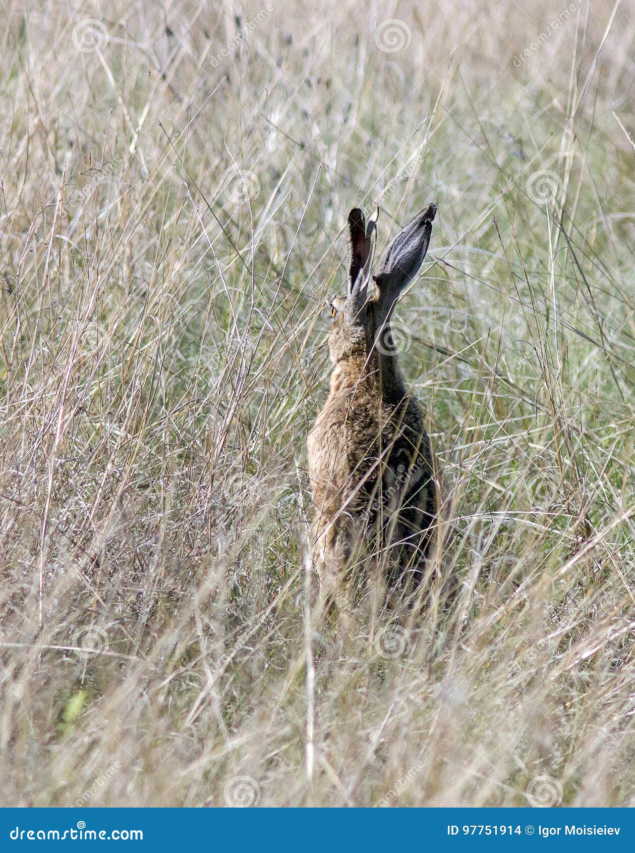 Hare in summer field. stock photo. Image of wildlife - 97751914