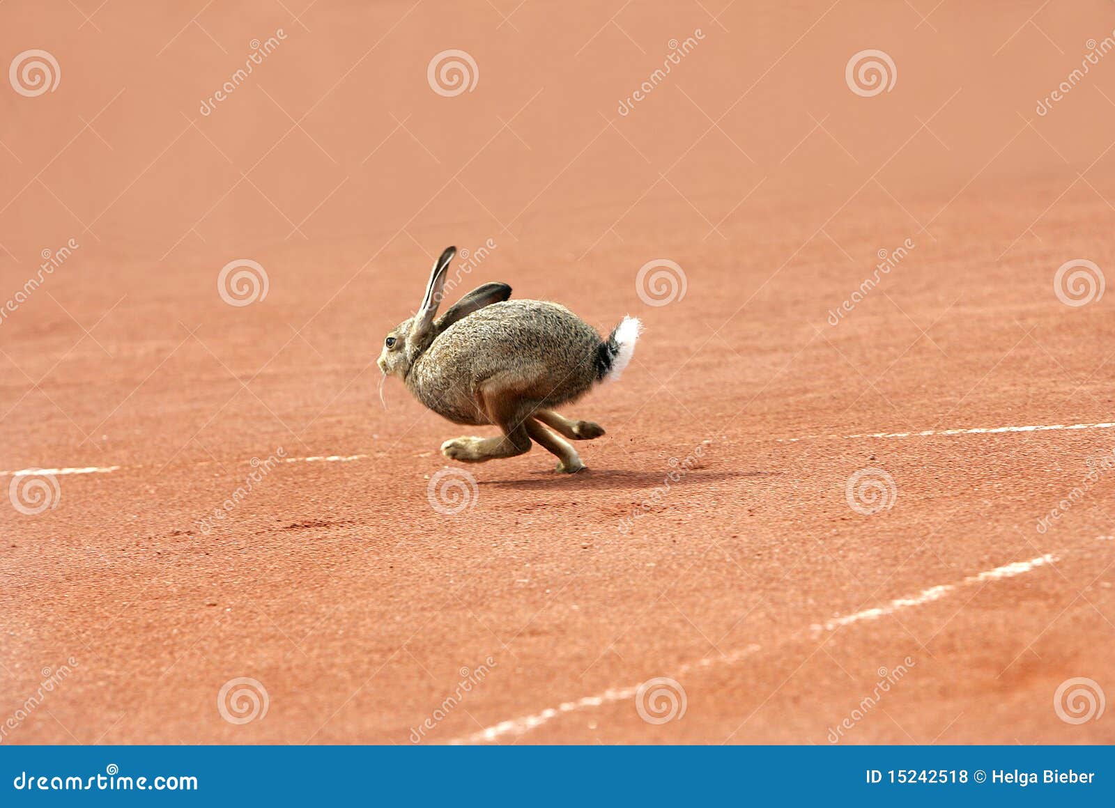 Hare on a tennis court stock photo. Image of hare, running - 15242518