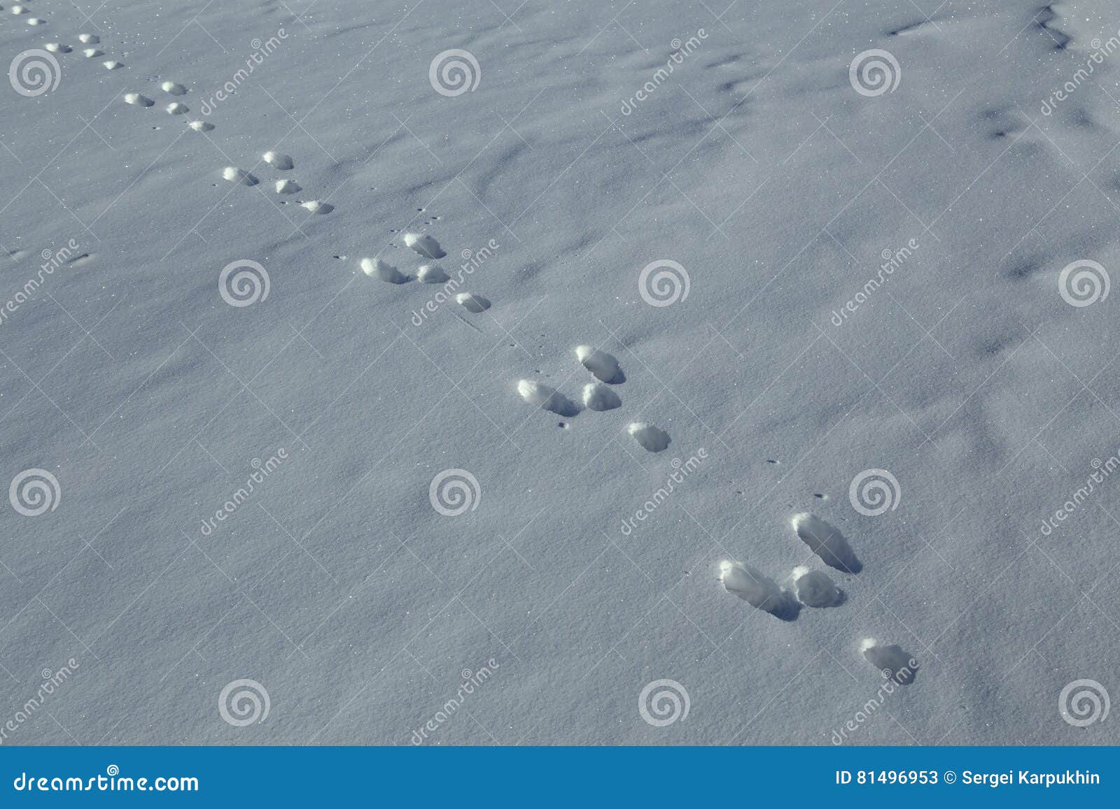 Hare tracks in the snow. stock image. Image of hare, friable - 81496953