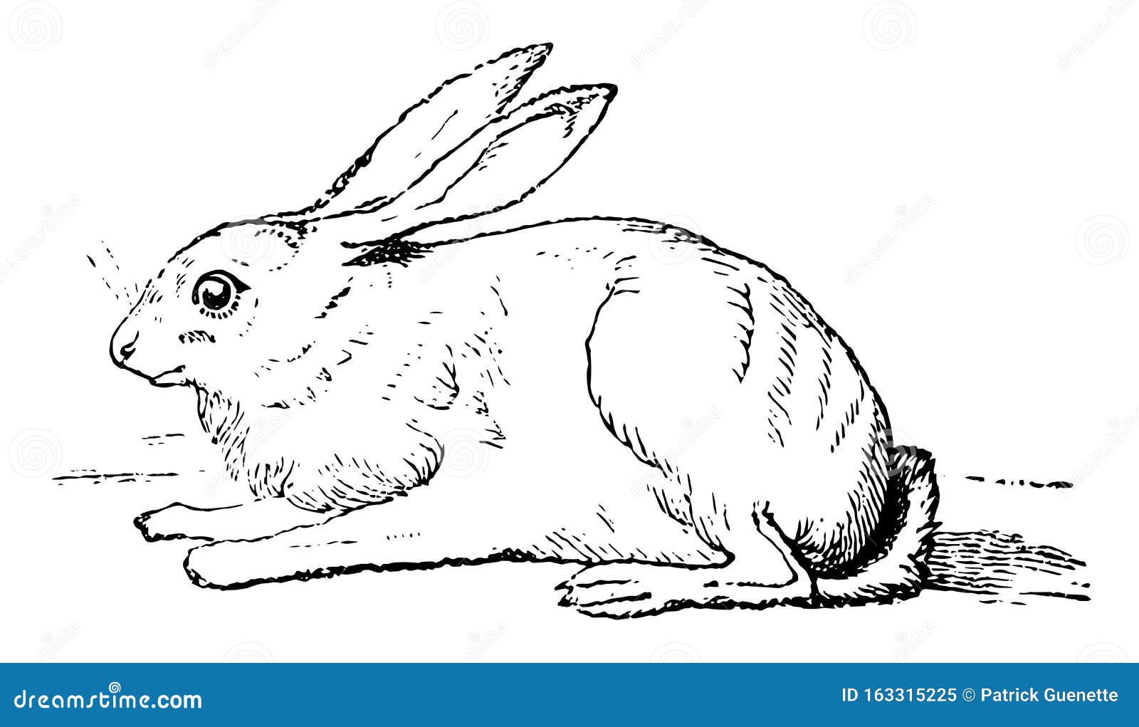 Hare vintage illustration stock vector. Illustration of line - 163315225
