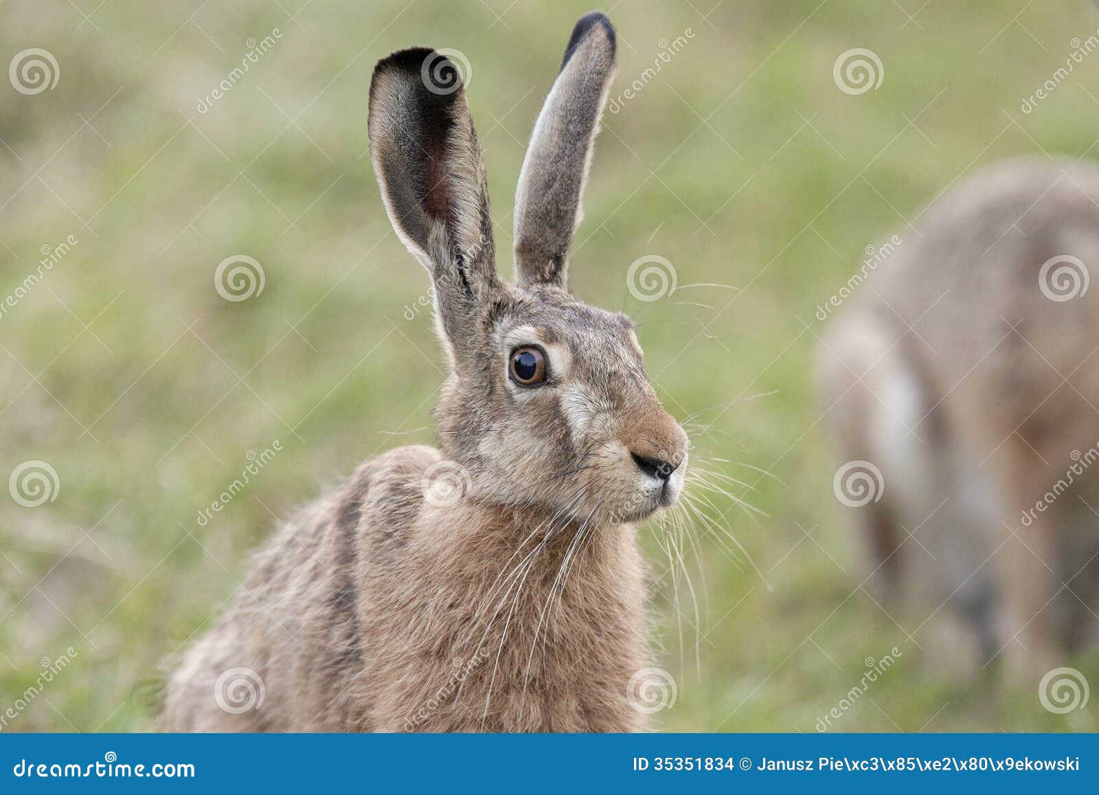 Hare in the wild. stock photo. Image of rabbit, hares - 35351834