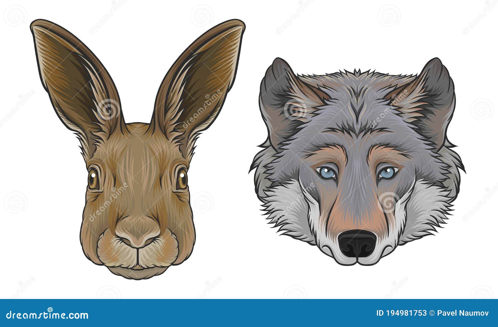 Wolf Muzzle Sketch Cartoon Vector | CartoonDealer.com #48278757