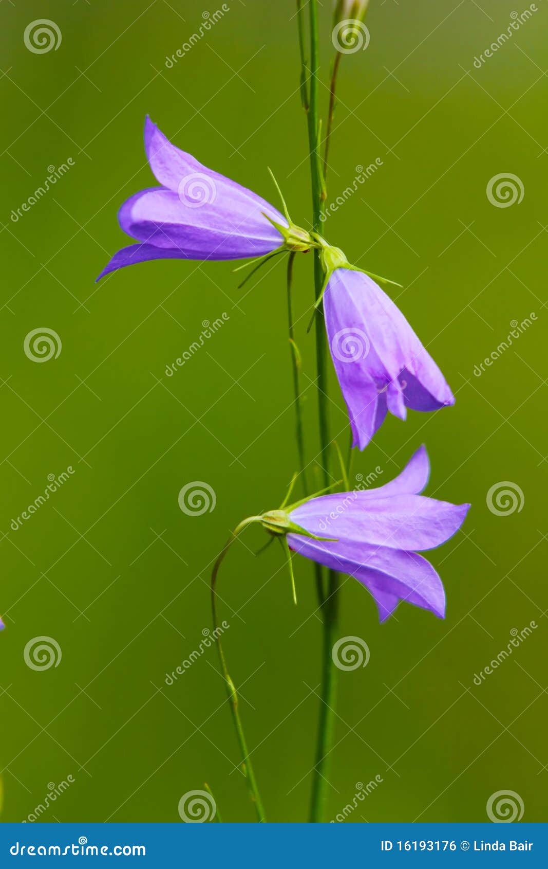 Harebell wildflowers stock photo. Image of fresh, outdoor - 16193176