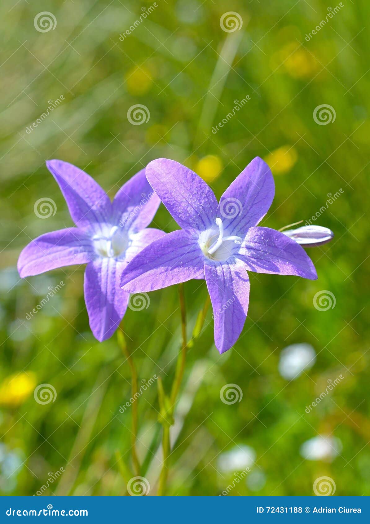Harebells (Campanula) Wild Flowers Stock Photo - Image of meadow, flora ...
