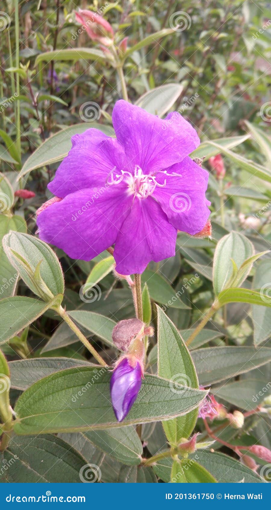 Harendong Flower Stock Photos - Free & Royalty-Free Stock Photos from ...