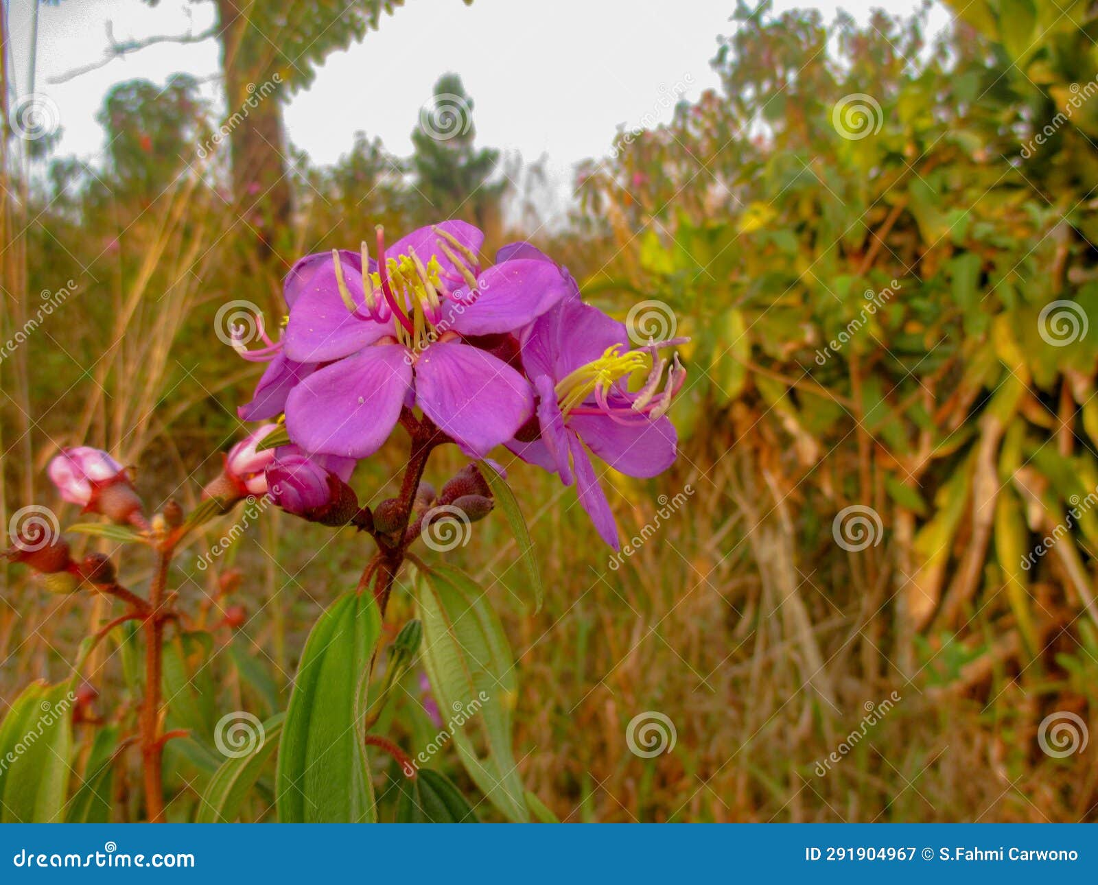 Bunga Senduduk Ungu Royalty-Free Stock Photography | CartoonDealer.com ...