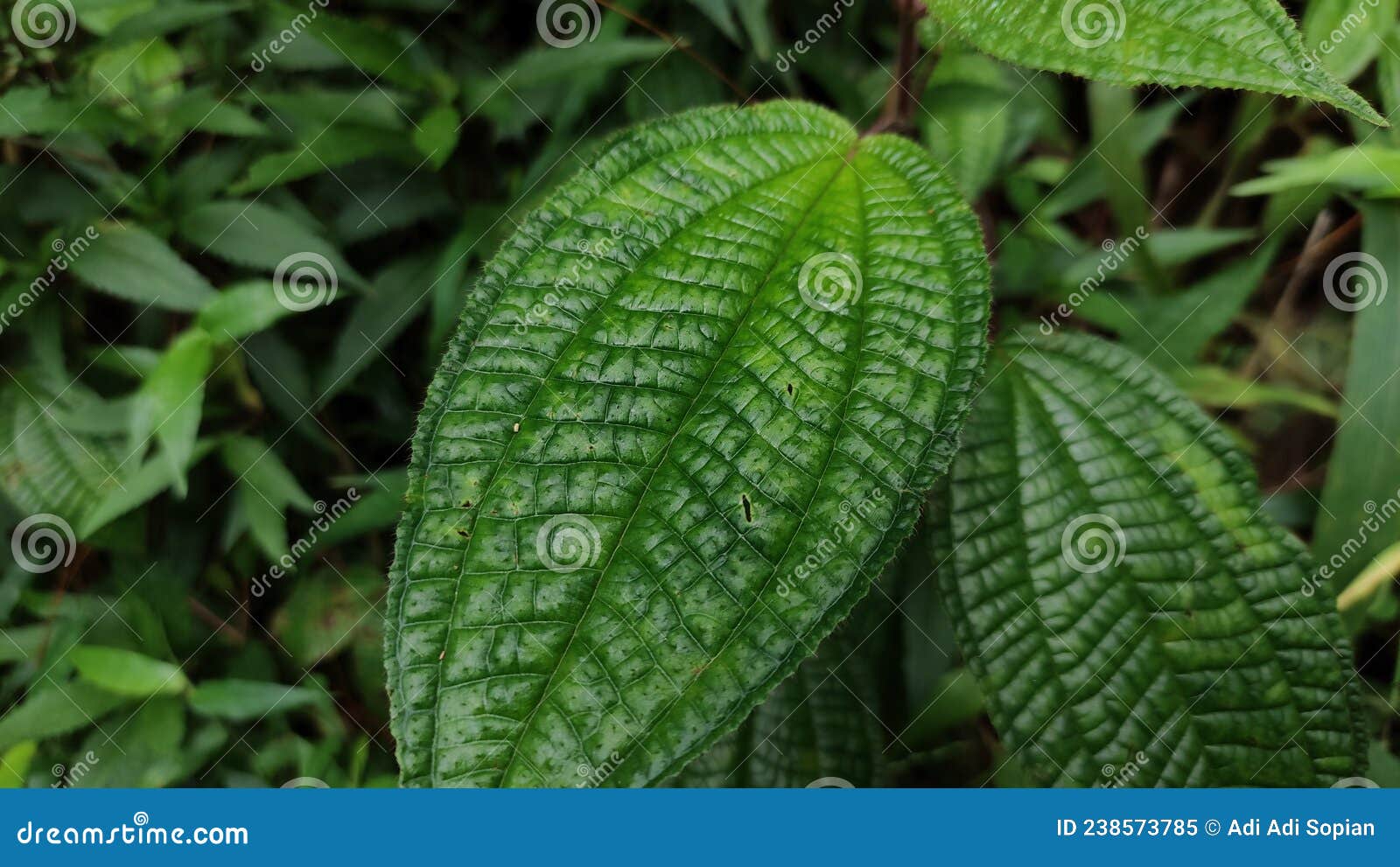 Harendong leaf texture stock image. Image of shrub, branch - 238573785