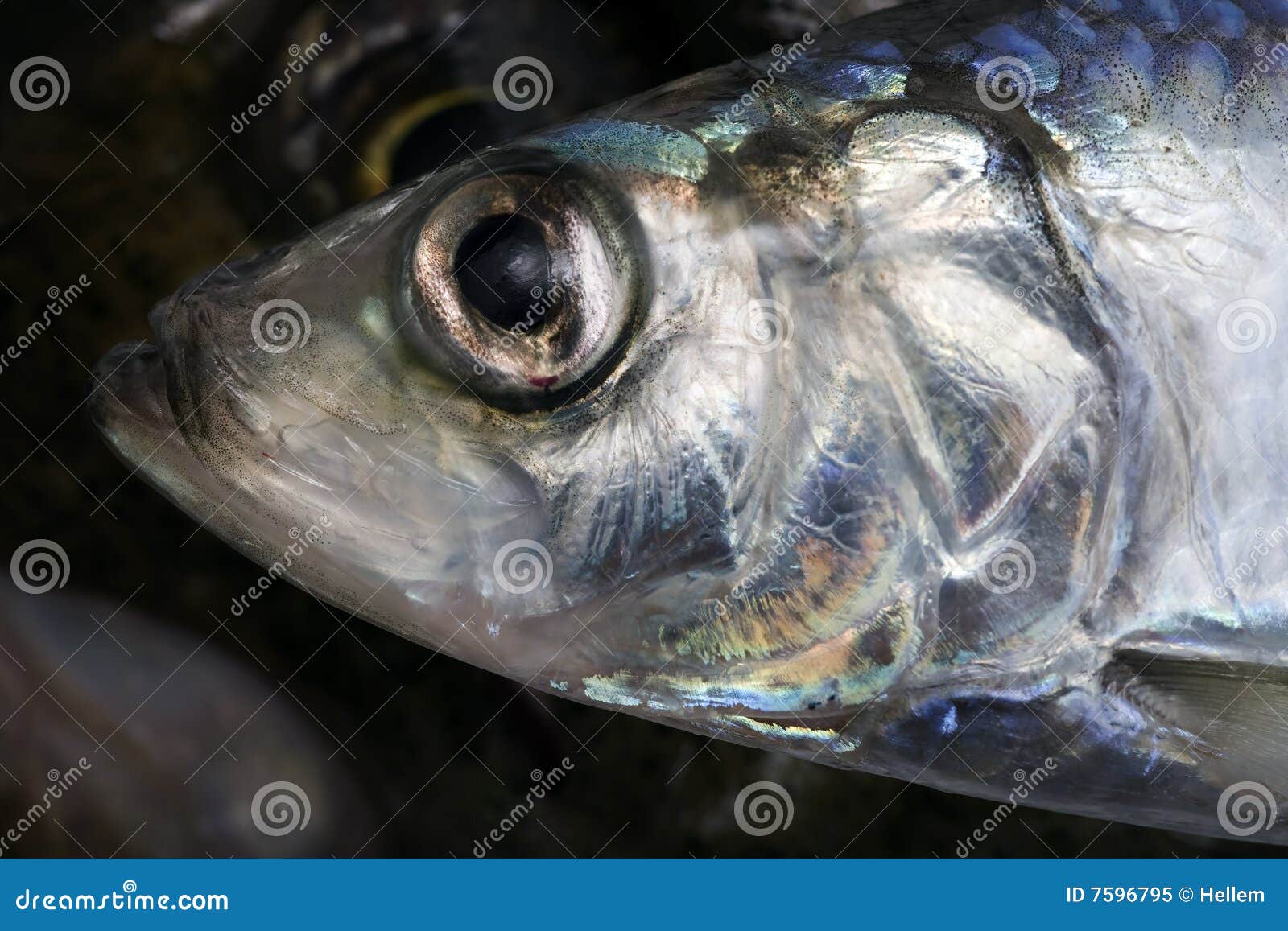 Harengs principaux image stock. Image du poissons, baltique - 7596795