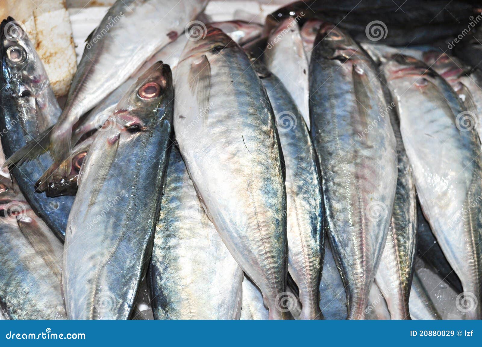 Harengula zunasi stock image. Image of sardine, dead - 20880029