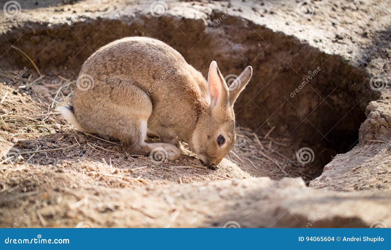 Hares on the Ground in the Wild Stock Photo - Image of wildlife ...