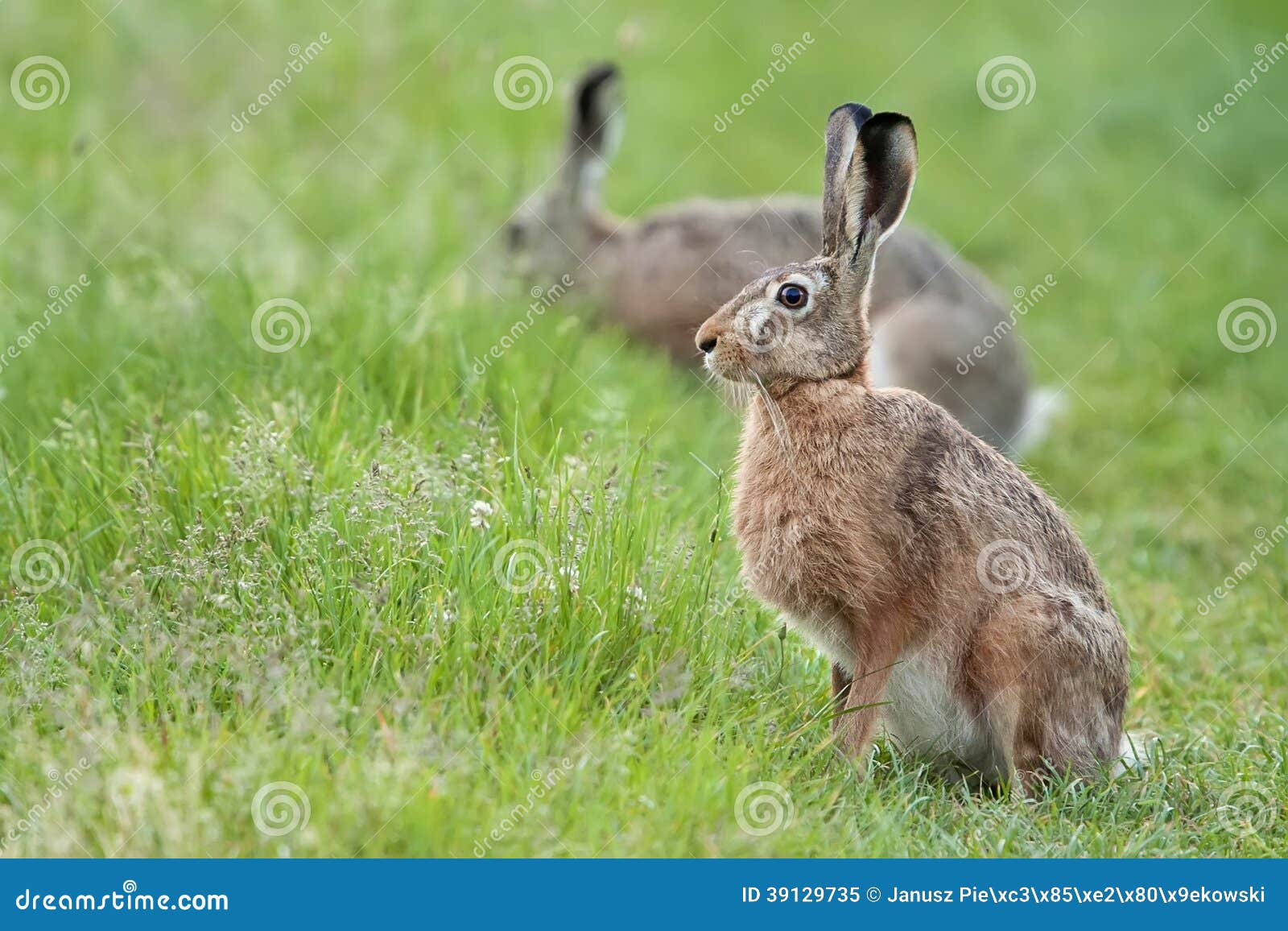 Hares in the wild. stock image. Image of hare, mammal - 39129735
