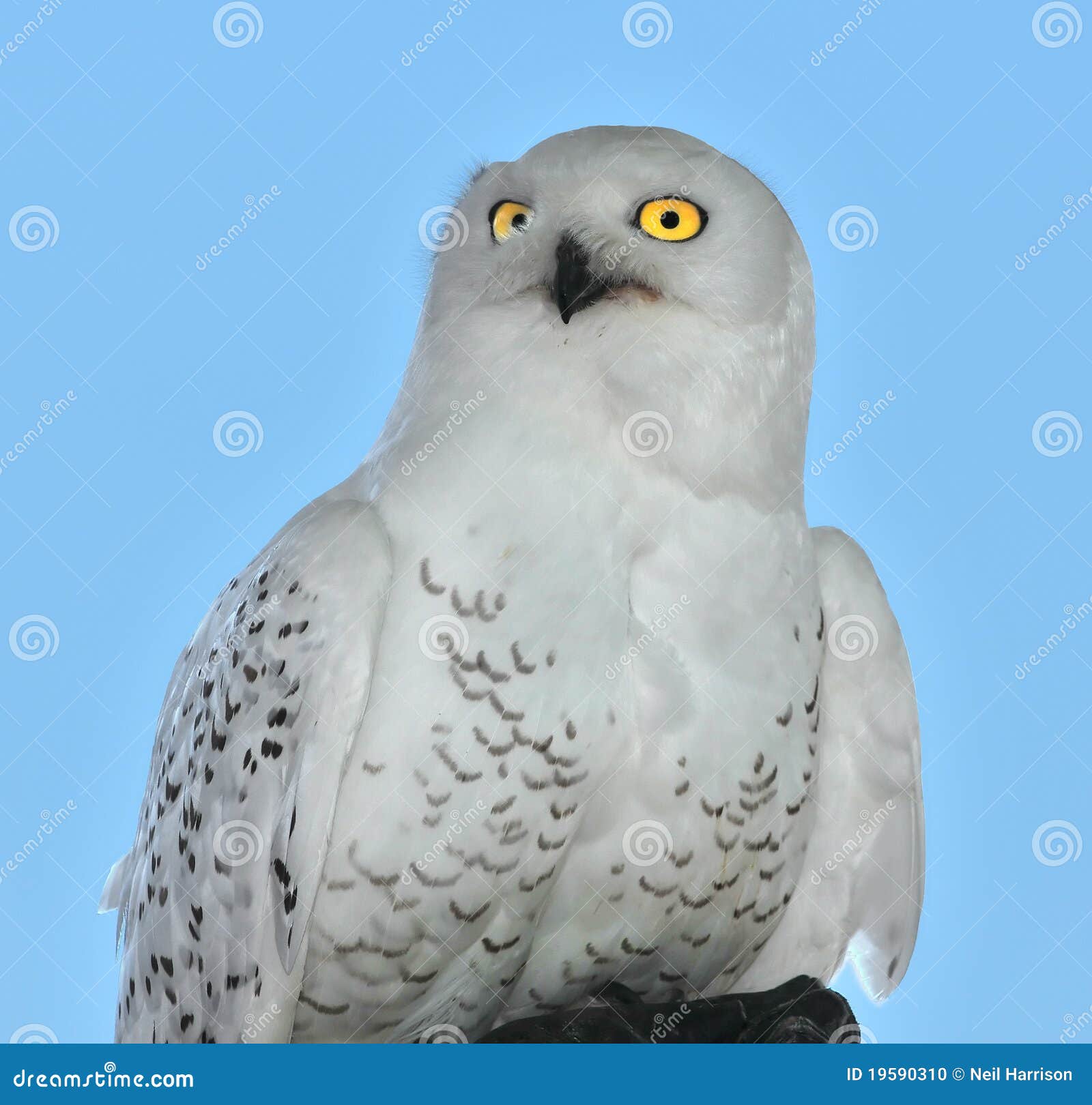 Harfang stock photo. Image of locarno, glove, bird, wings - 19590310