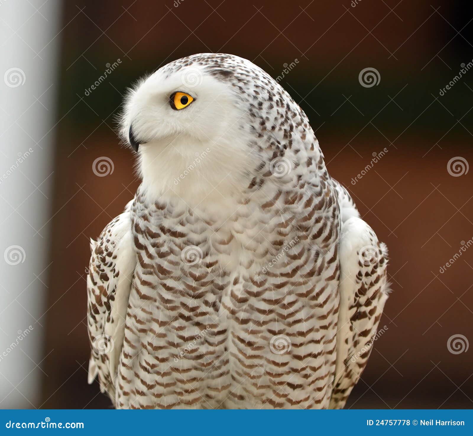 Harfang stock photo. Image of harfang, white, northern - 24757778