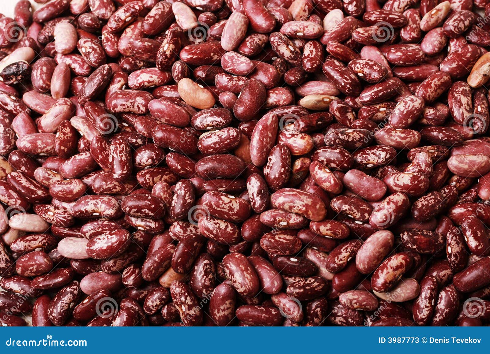 Haricot beans stock image. Image of dietary, dried, bean - 3987773