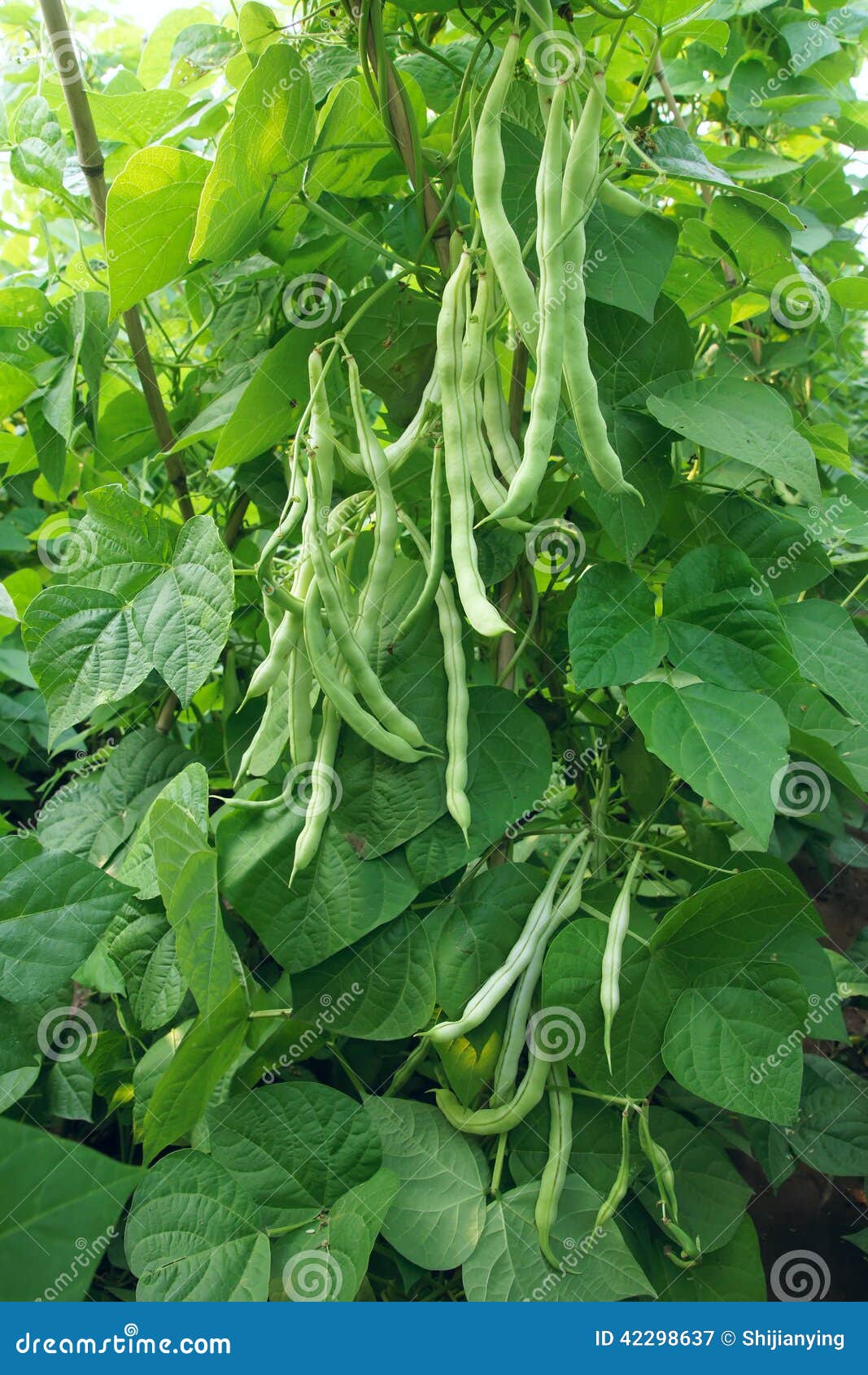 Haricot nain image stock. Image du haricot, légume, lame - 42298637