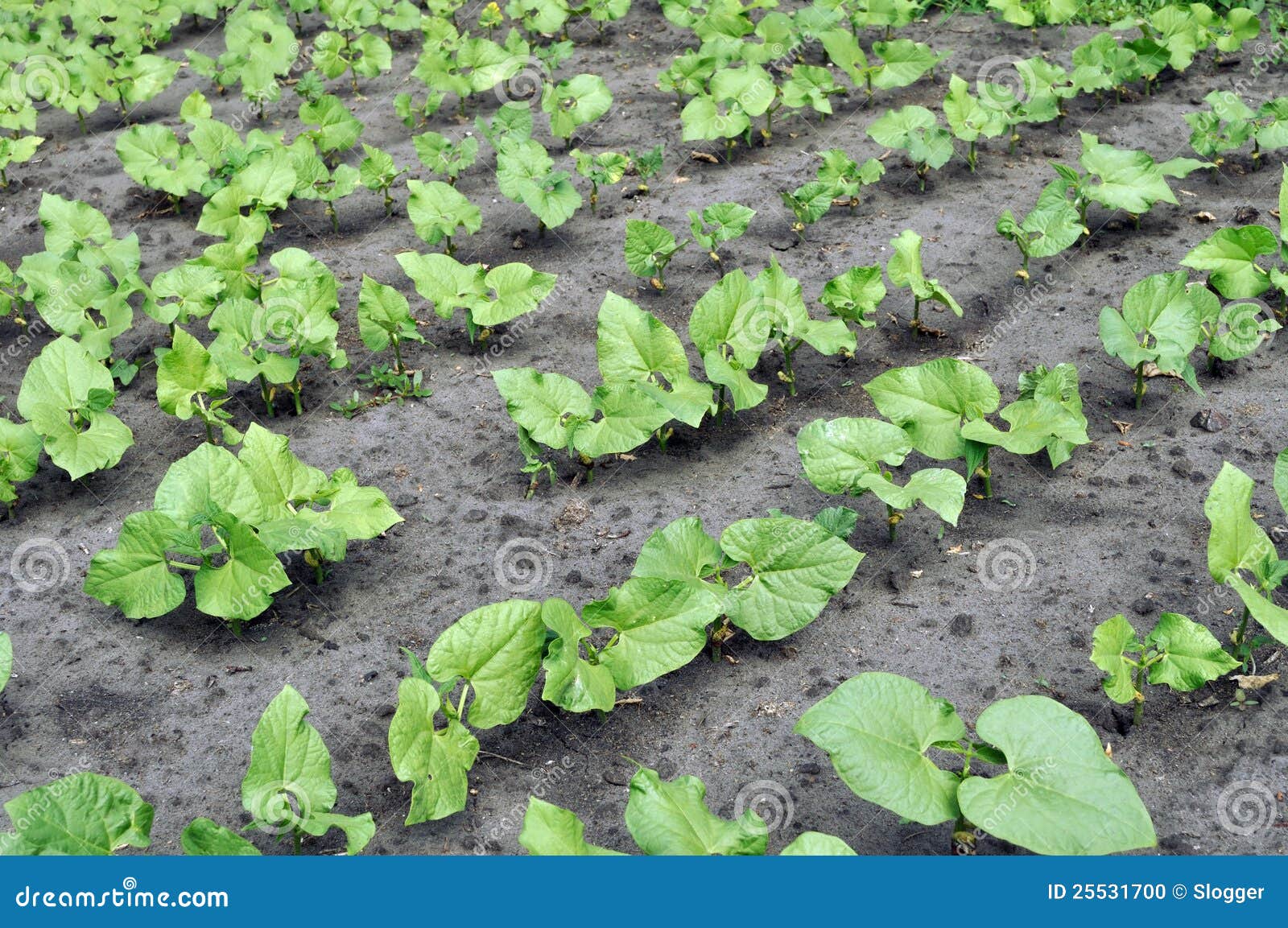 Haricot plantation stock photo. Image of gardening, soil - 25531700