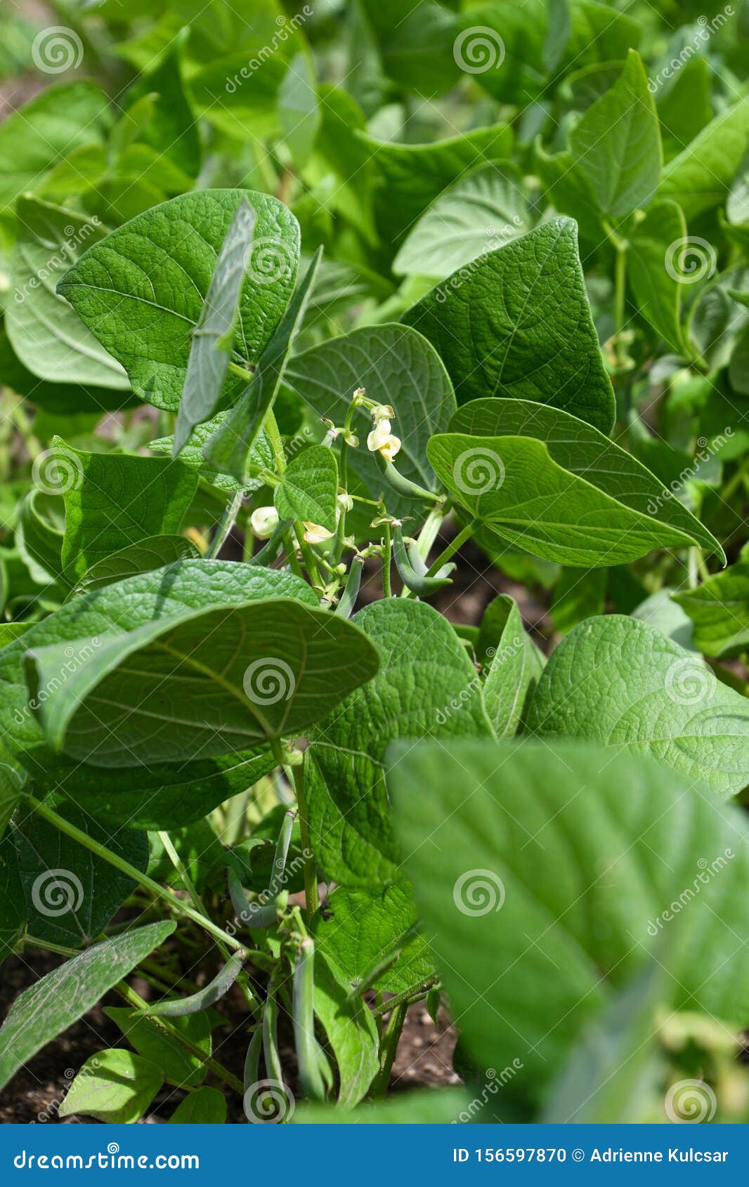 Haricot Plants in the Garden Stock Photo - Image of agriculture, young ...